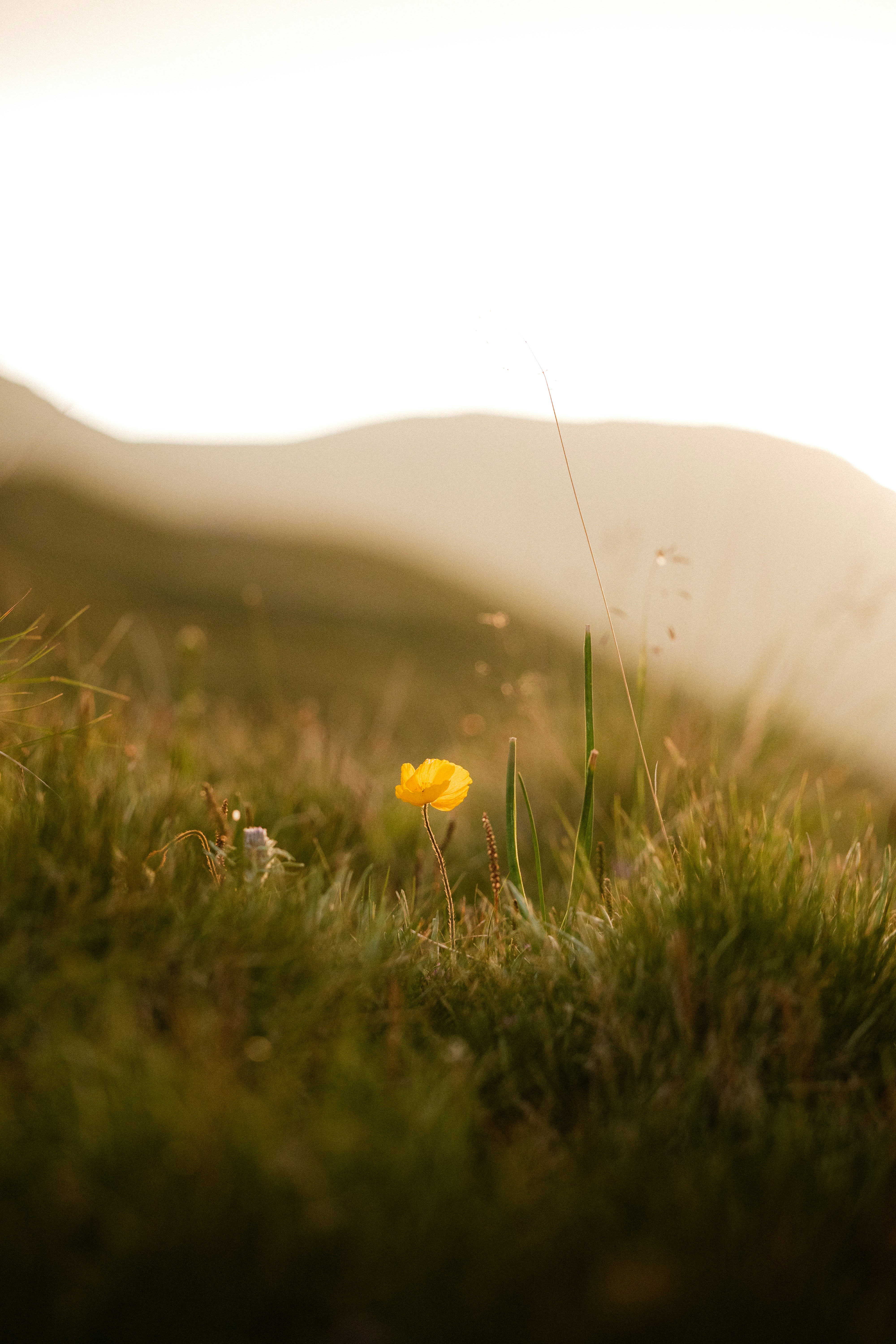 Solitary Blossom Amidst Nature's Embrace