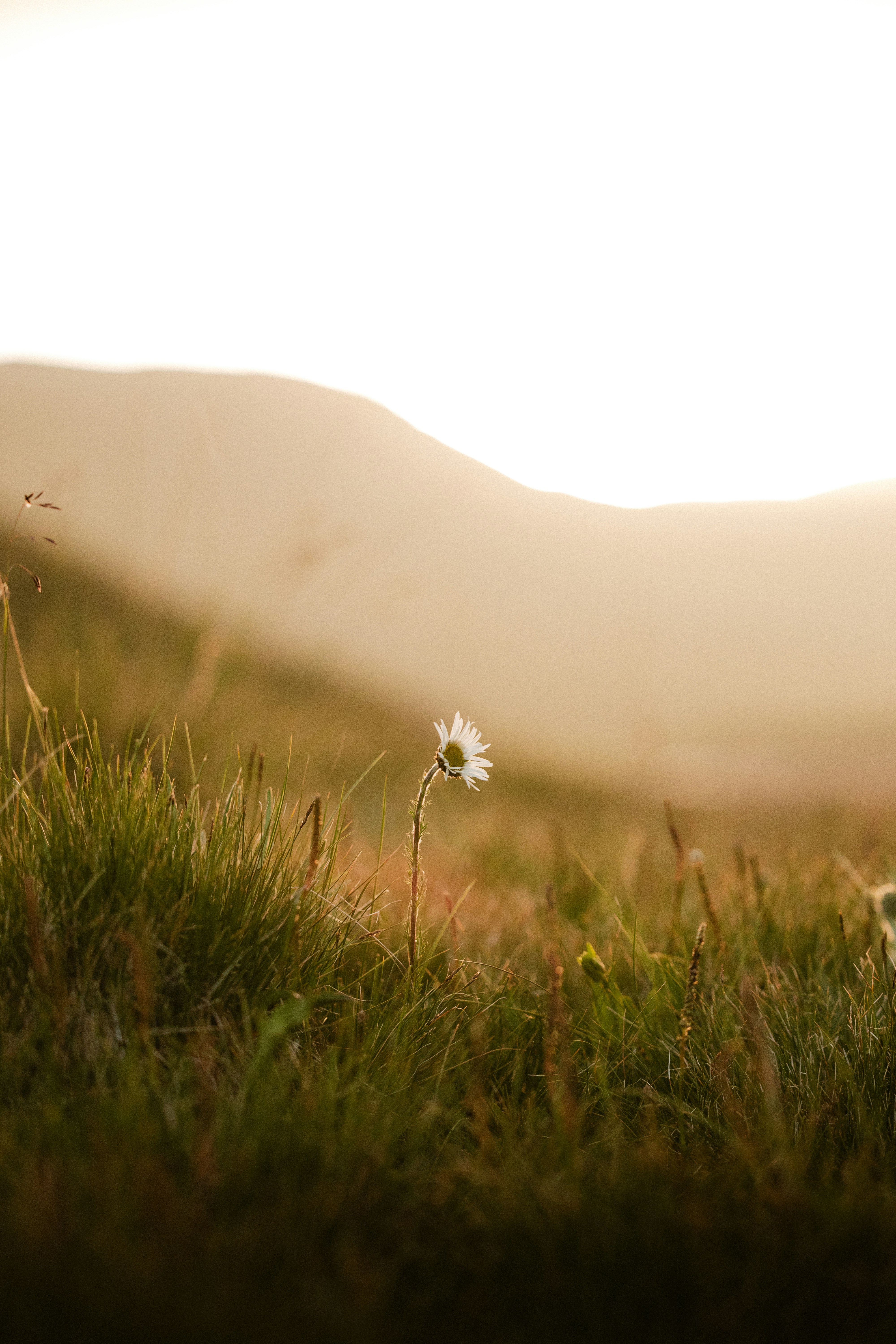 A single white flower stands in a grassy field. photo – Free Flower ...