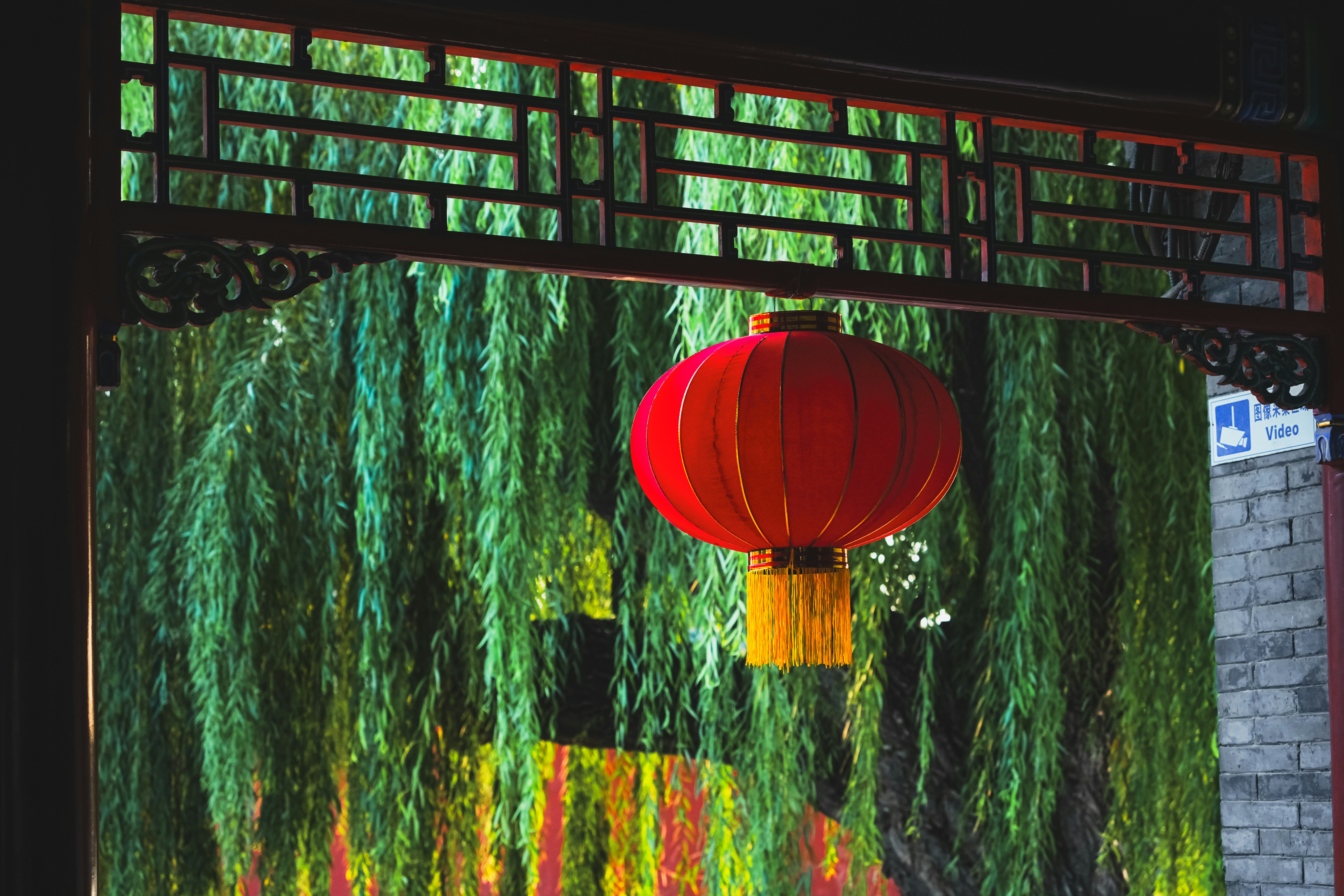 Vibrant red lantern suspended amidst cascading green willows, framed by traditional architecture. A serene blend of culture and nature.