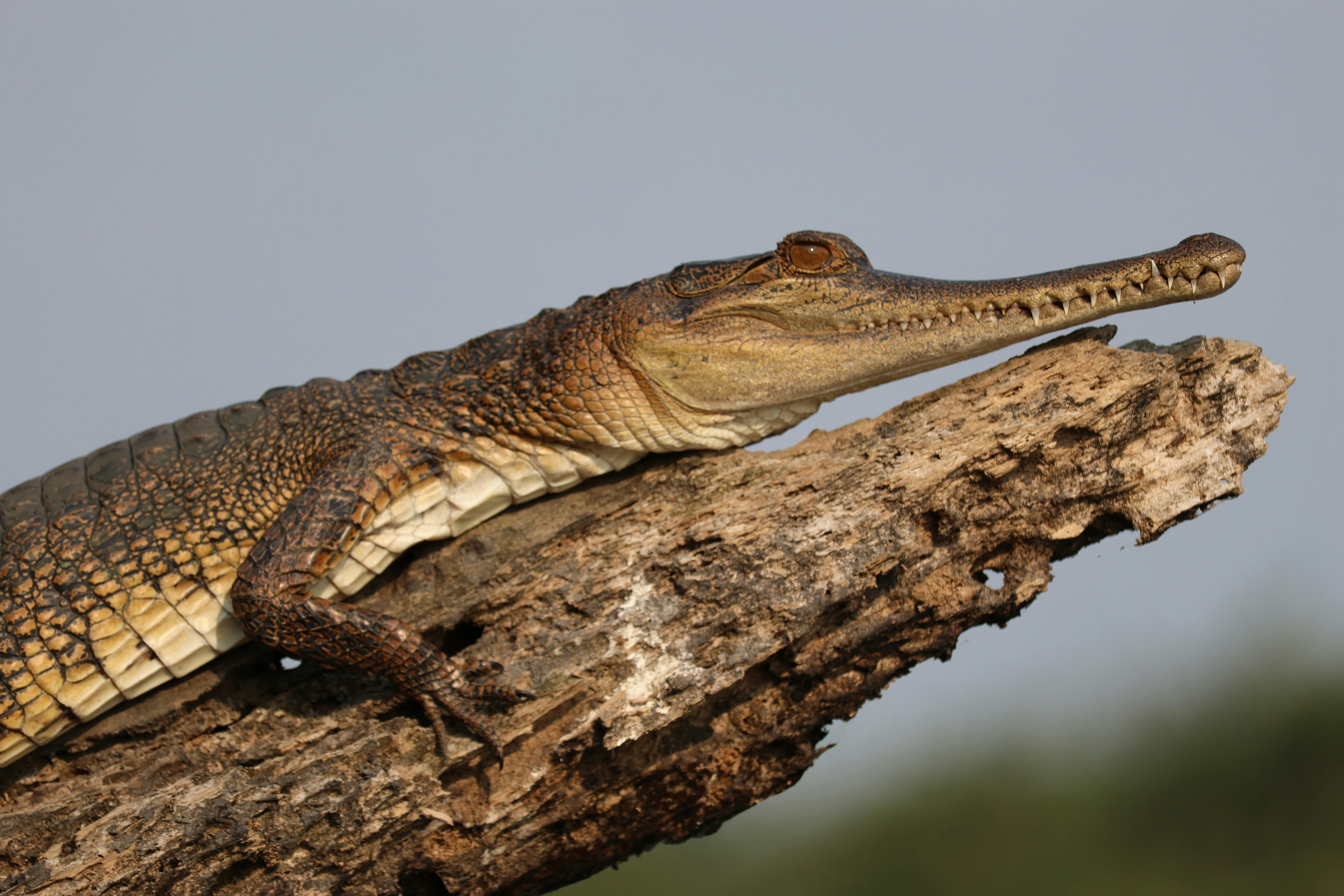 A crocodile resting on a weathered log, showcasing its elongated snout and textured skin against a blurred natural backdrop.