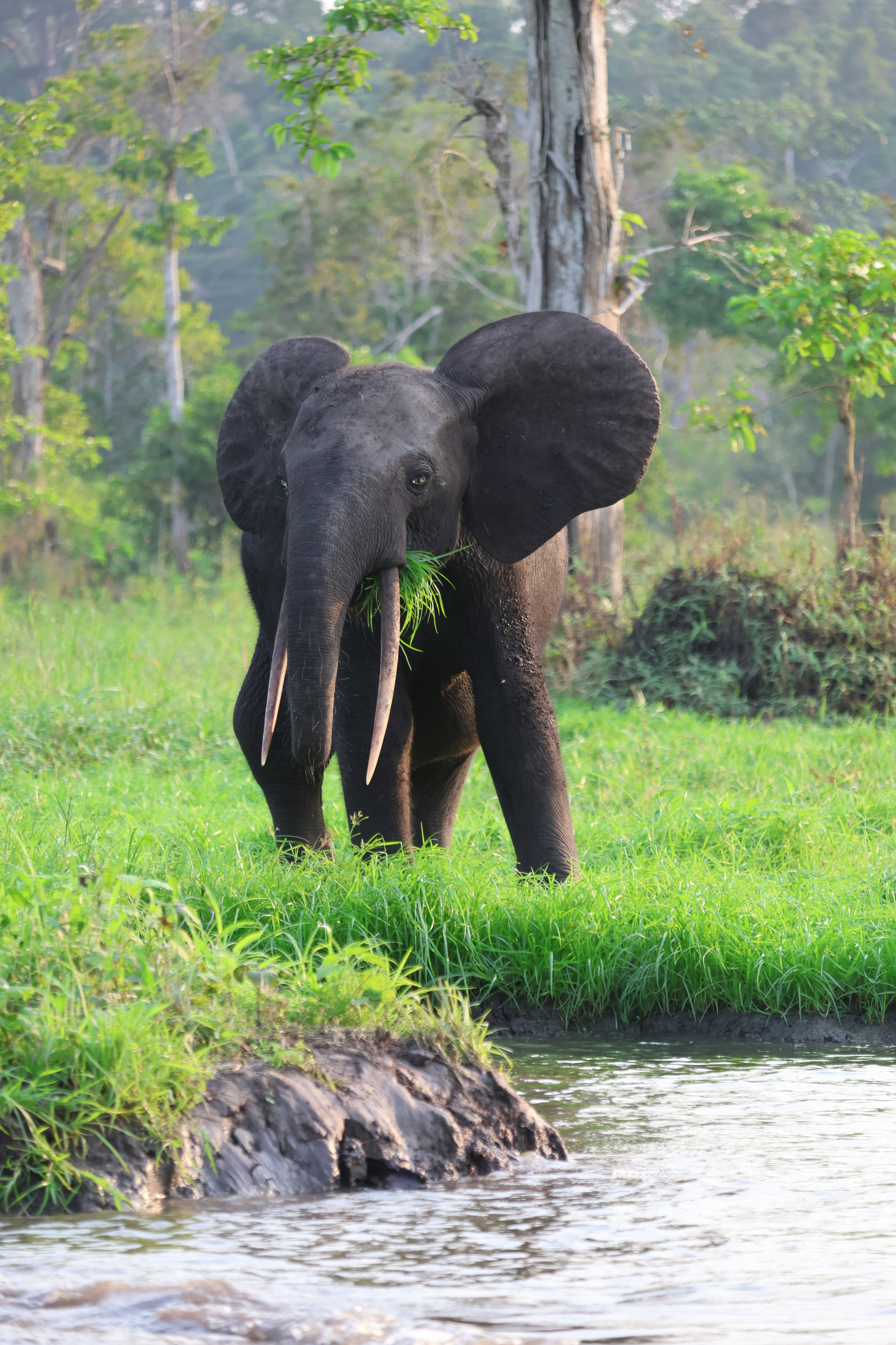 An elephant eating grass by a river