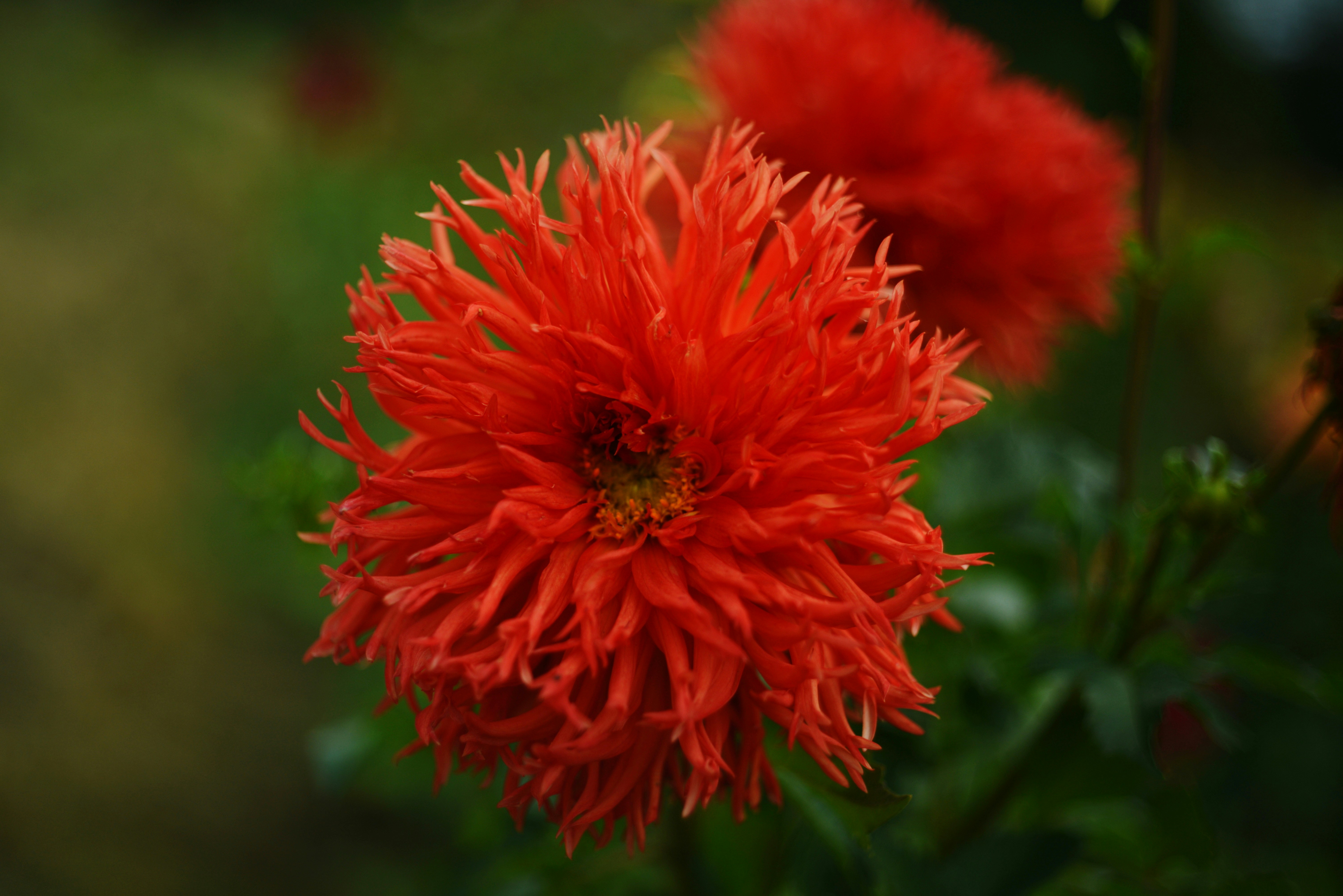 Crimson Fringe Bloom in a Shadowed Garden