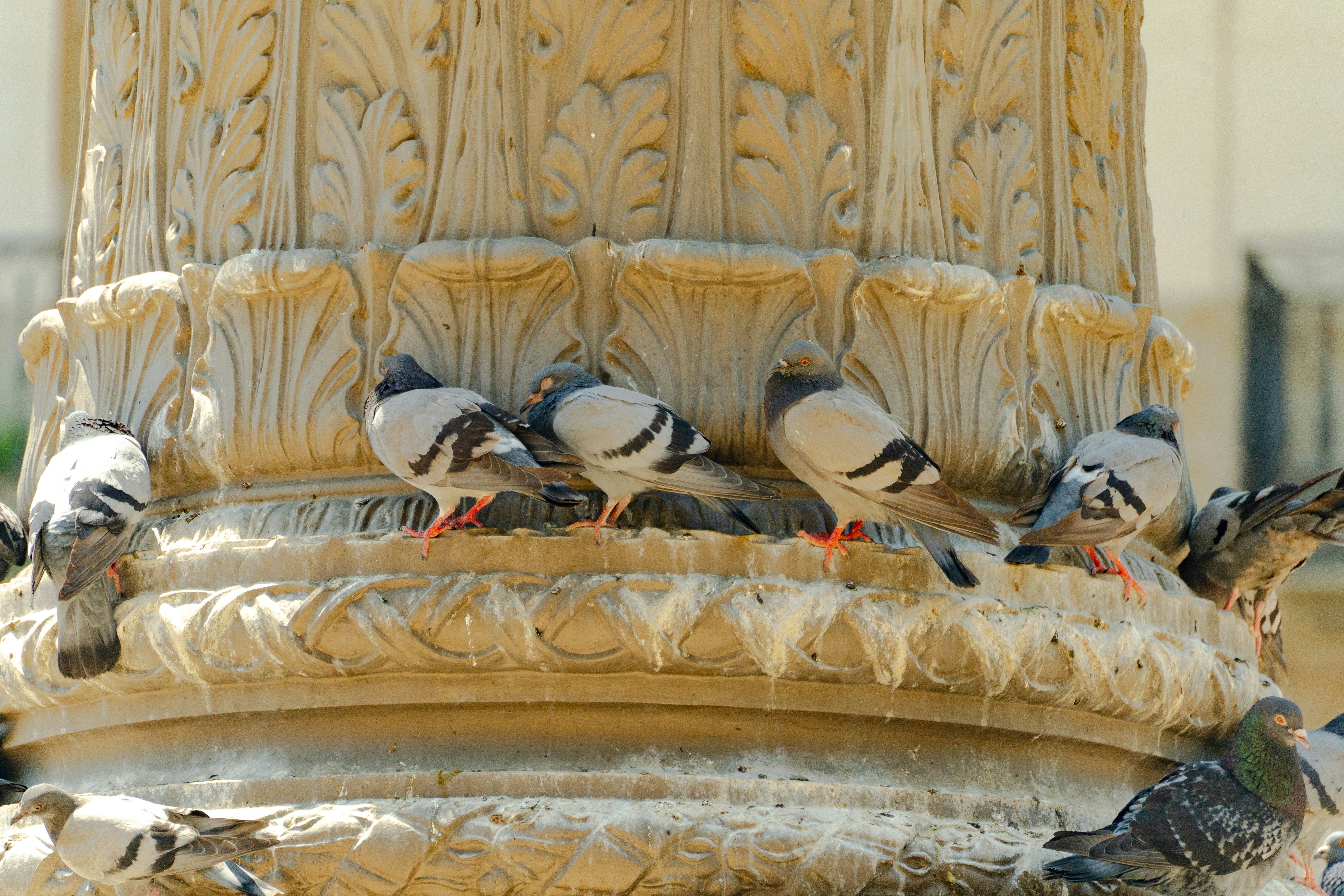 Urban Serenity: Pigeons at the Fountain's Edge