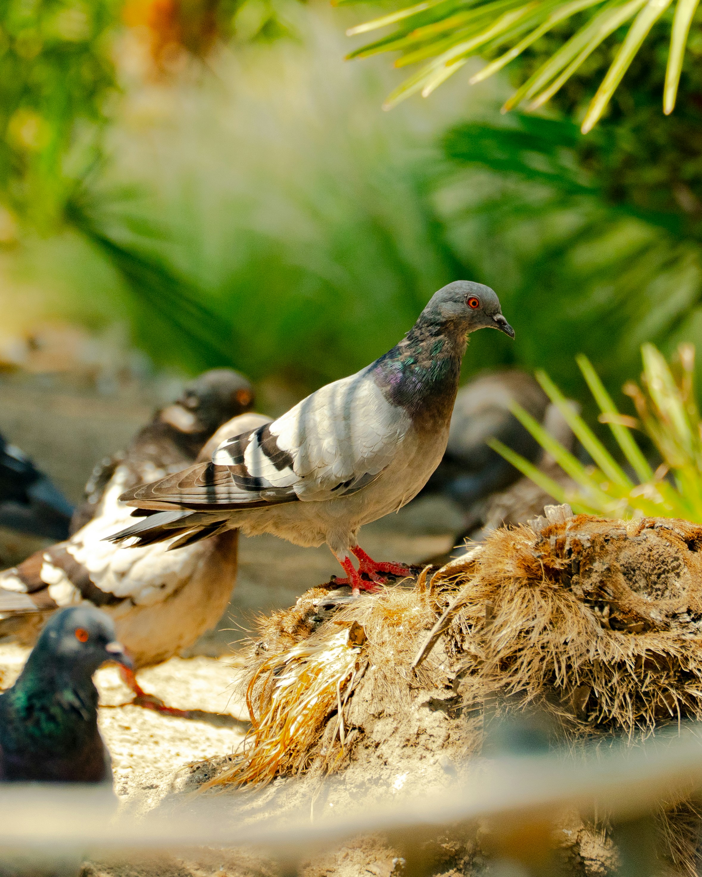 A group of pigeons foraging on the ground, surrounded by lush greenery. The focus is on a prominent pigeon with striking red eyes and distinct markings.