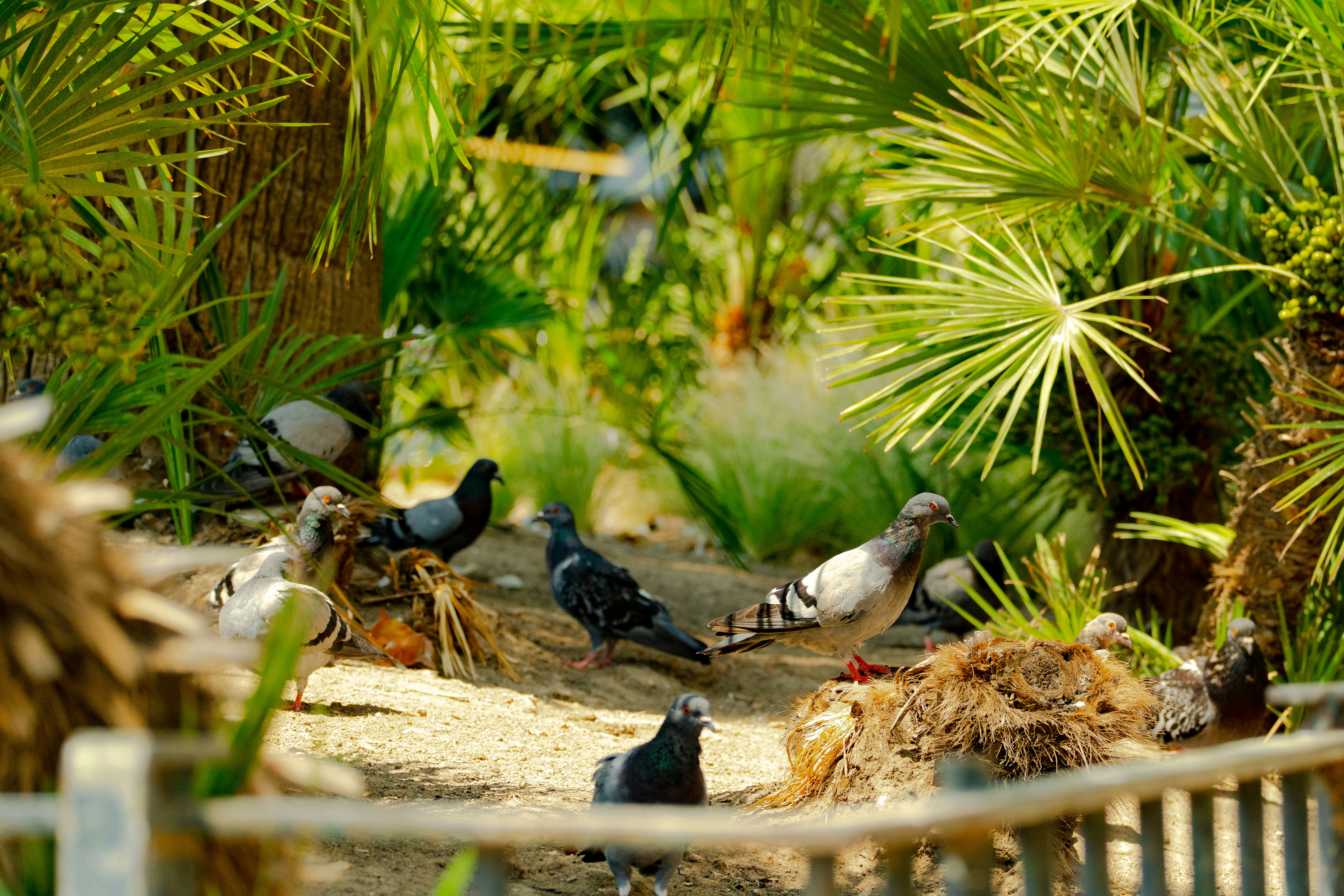 Dappled Garden Parade: Pigeons Forage Under Tropical Fronds