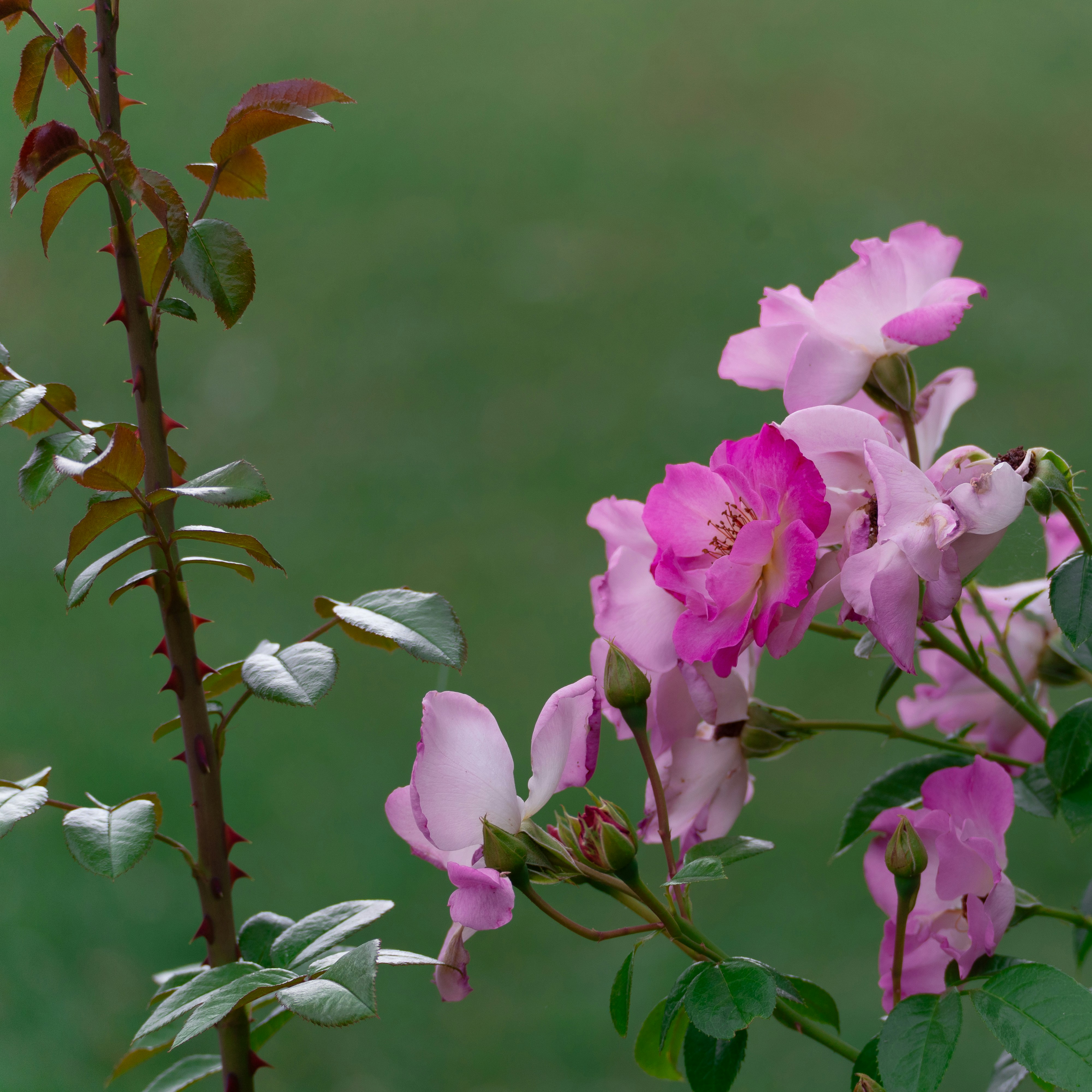 Whispers of Spring: A Floral Embrace