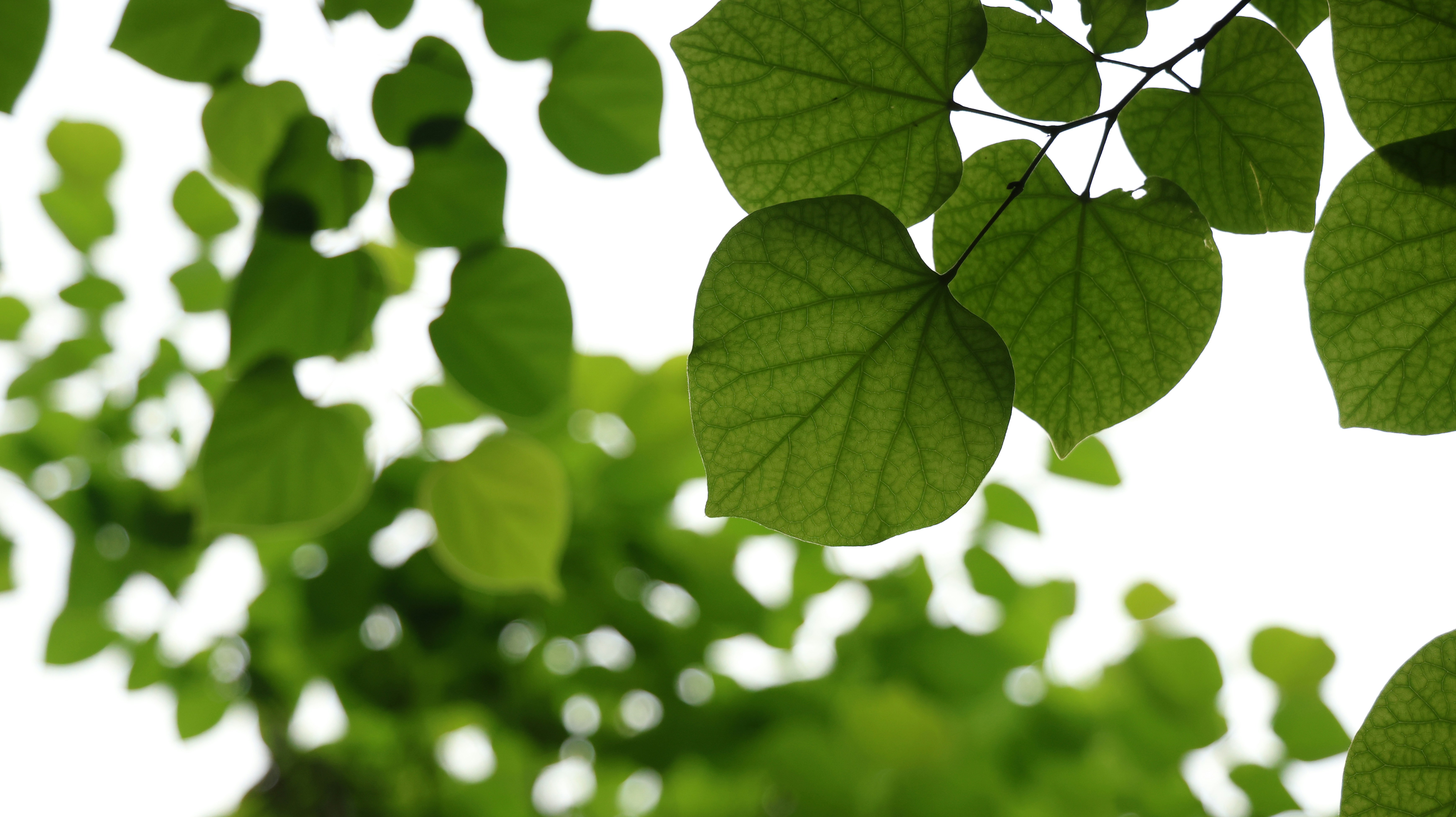 Close-up of vibrant green leaves against a softly blurred background, showcasing their intricate textures and patterns.