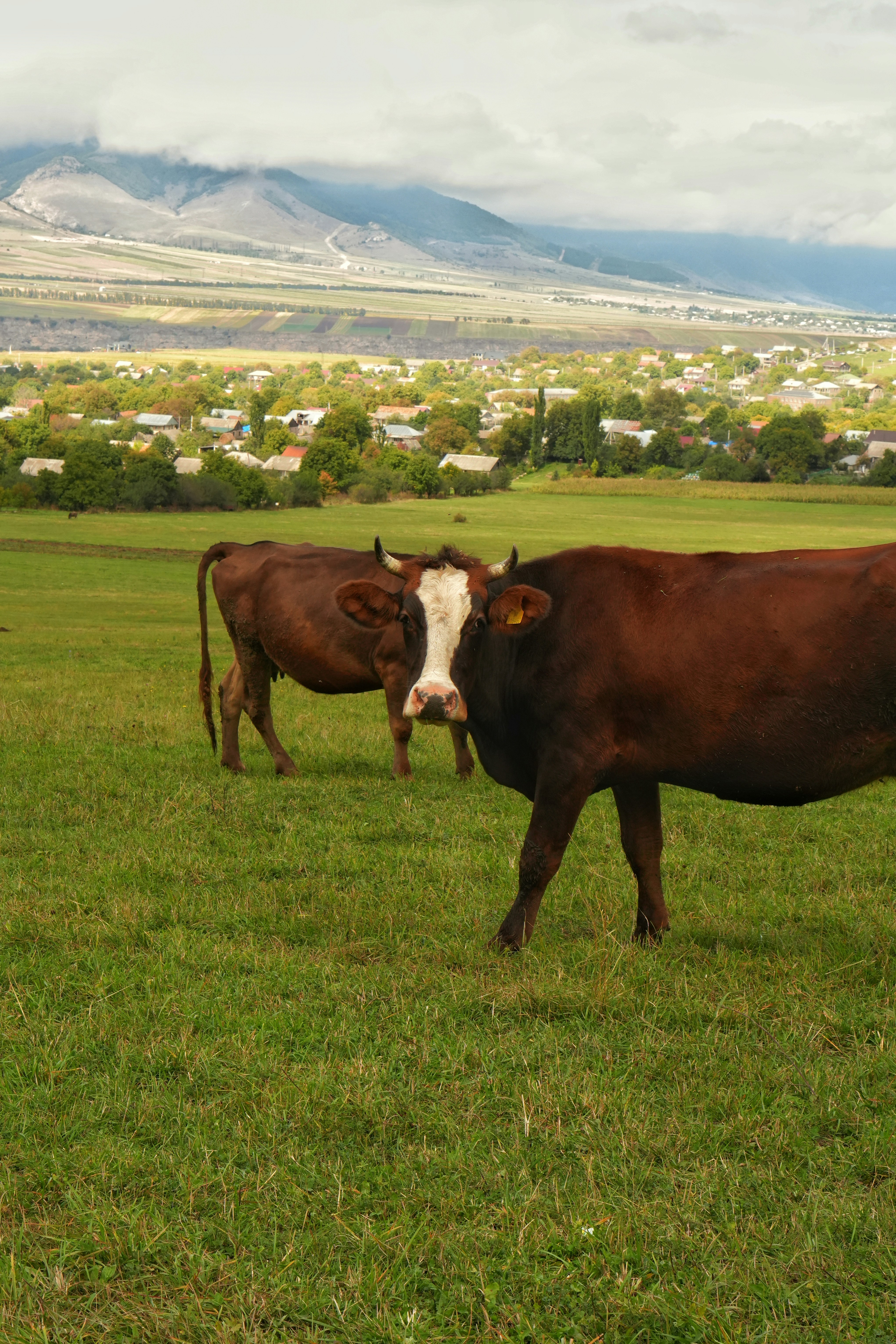 Pastoral Serenity: A Glimpse into Rural Life