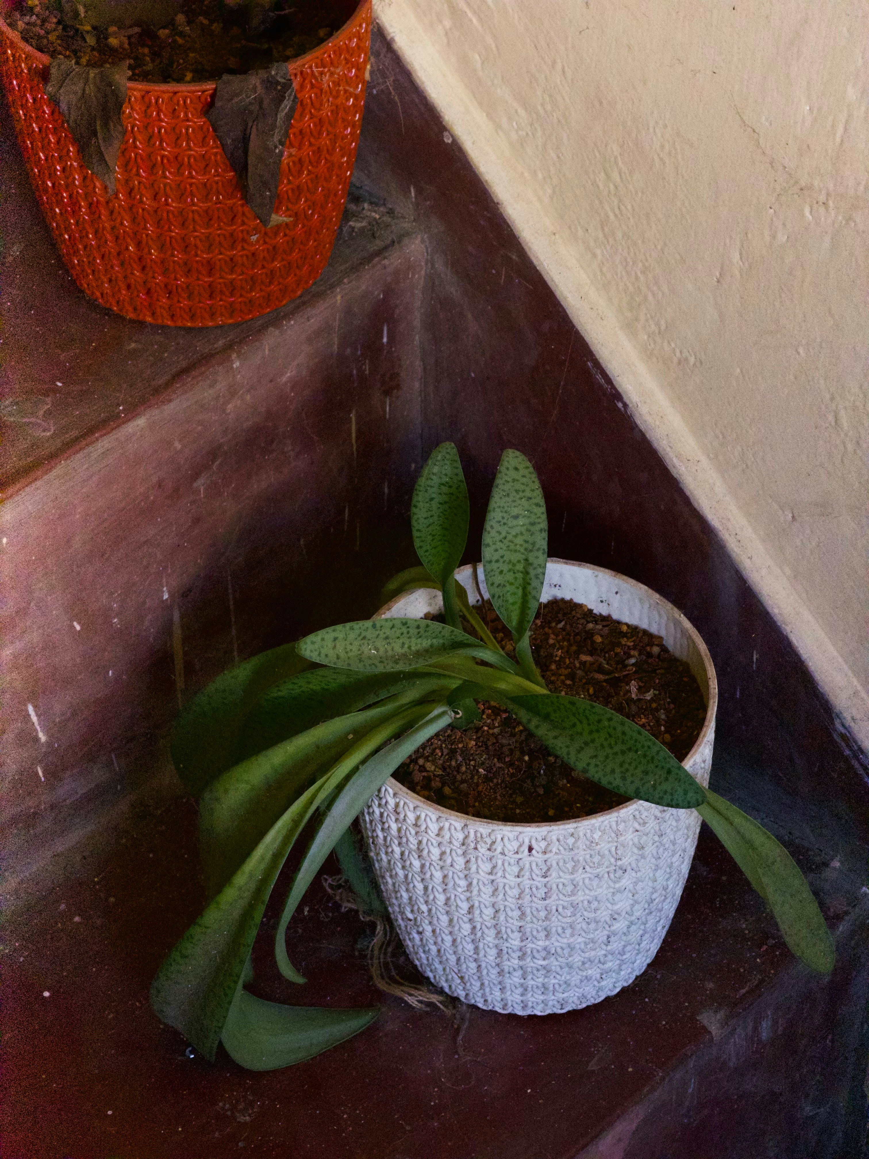 Nature's Resilience on the Staircase