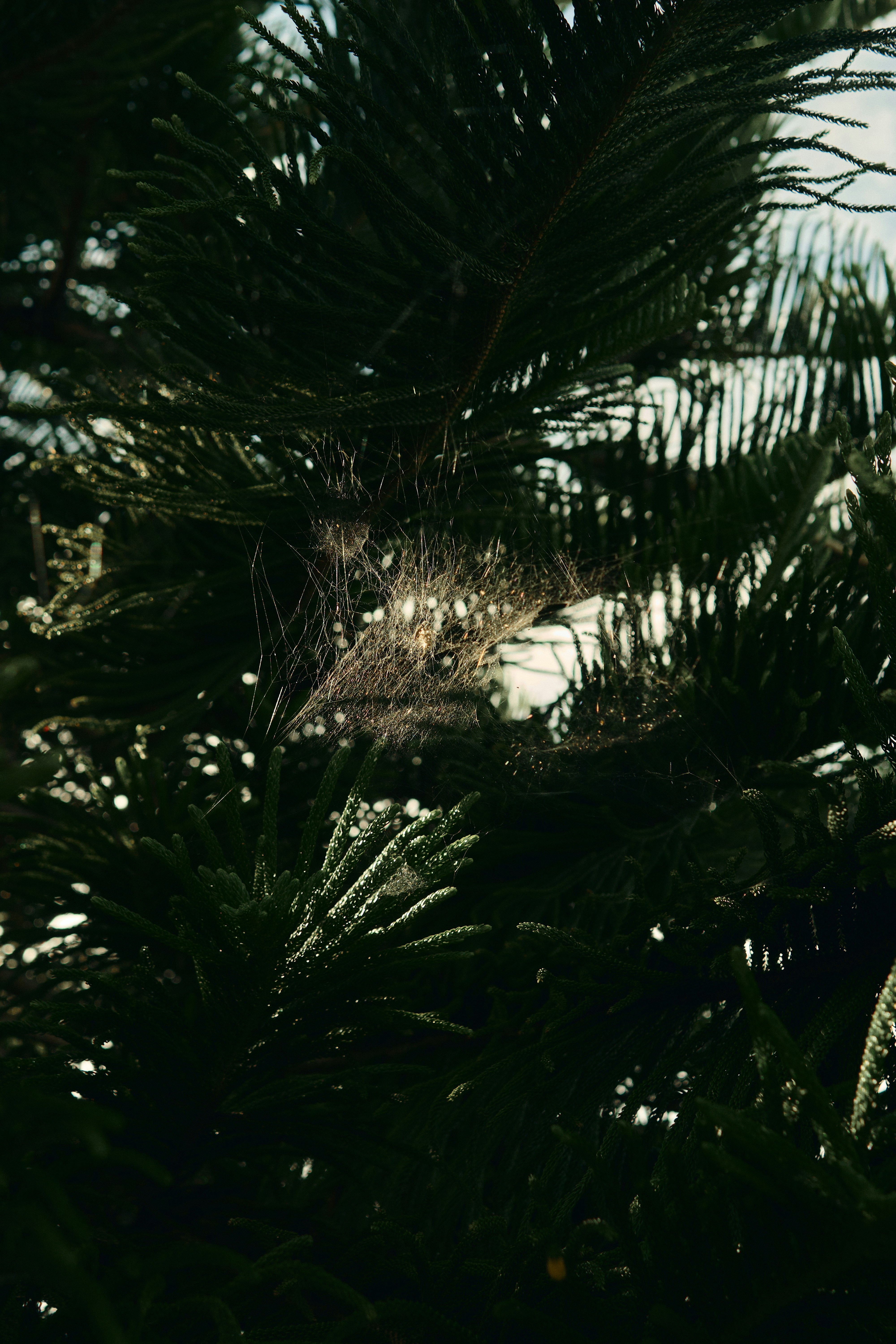 Veil of Nature: A Hidden Web