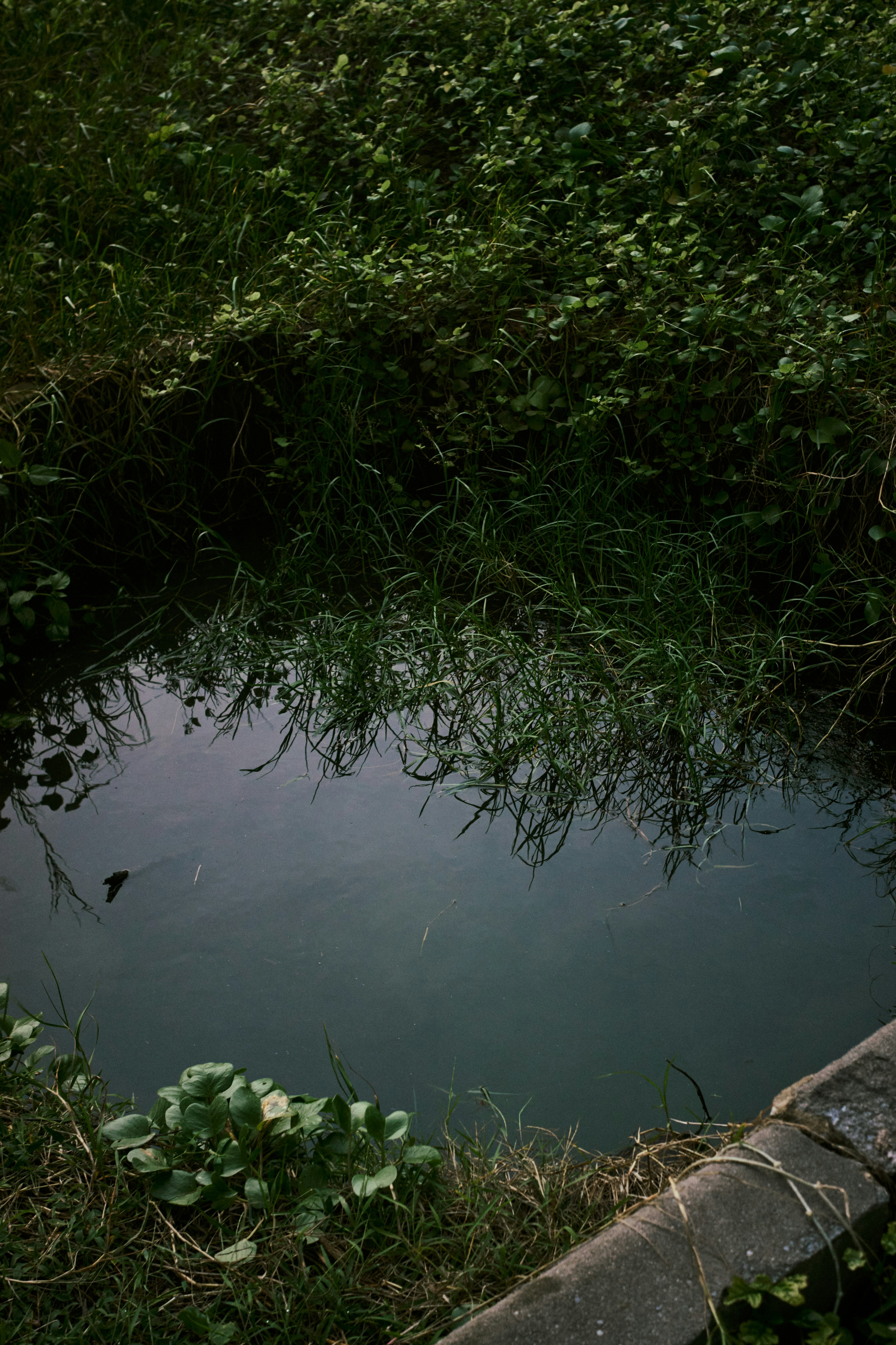 Grassy banks surround a dark, still body of water.