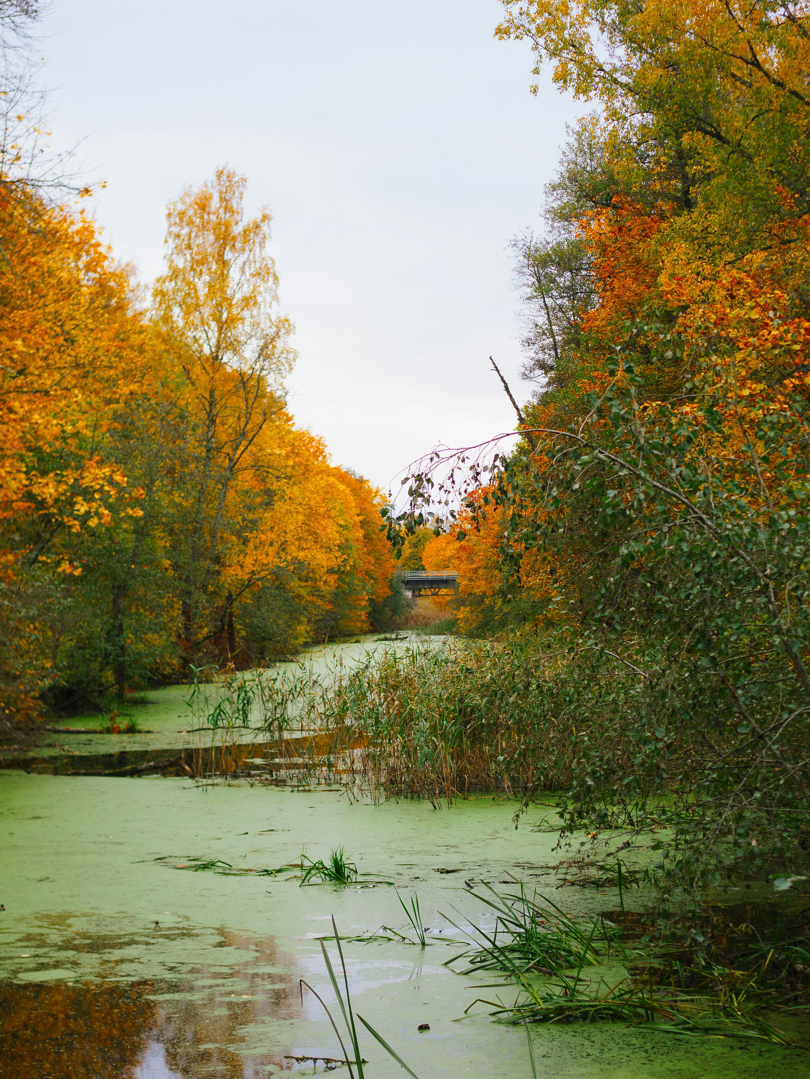 Autumn's Embrace: A Serene Waterway