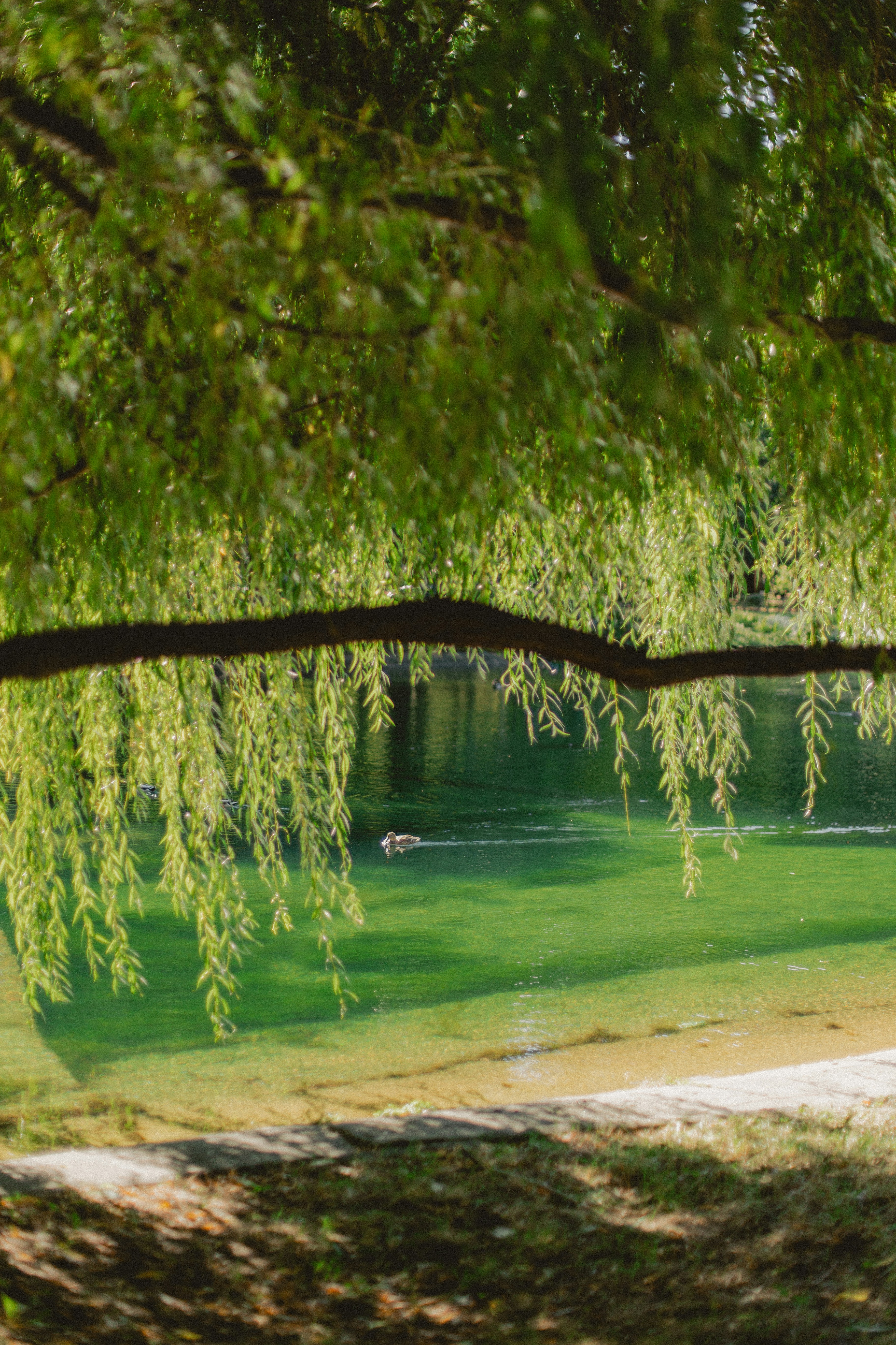 A tranquil scene featuring a duck gliding through a clear green lake, framed by the cascading branches of a willow tree.