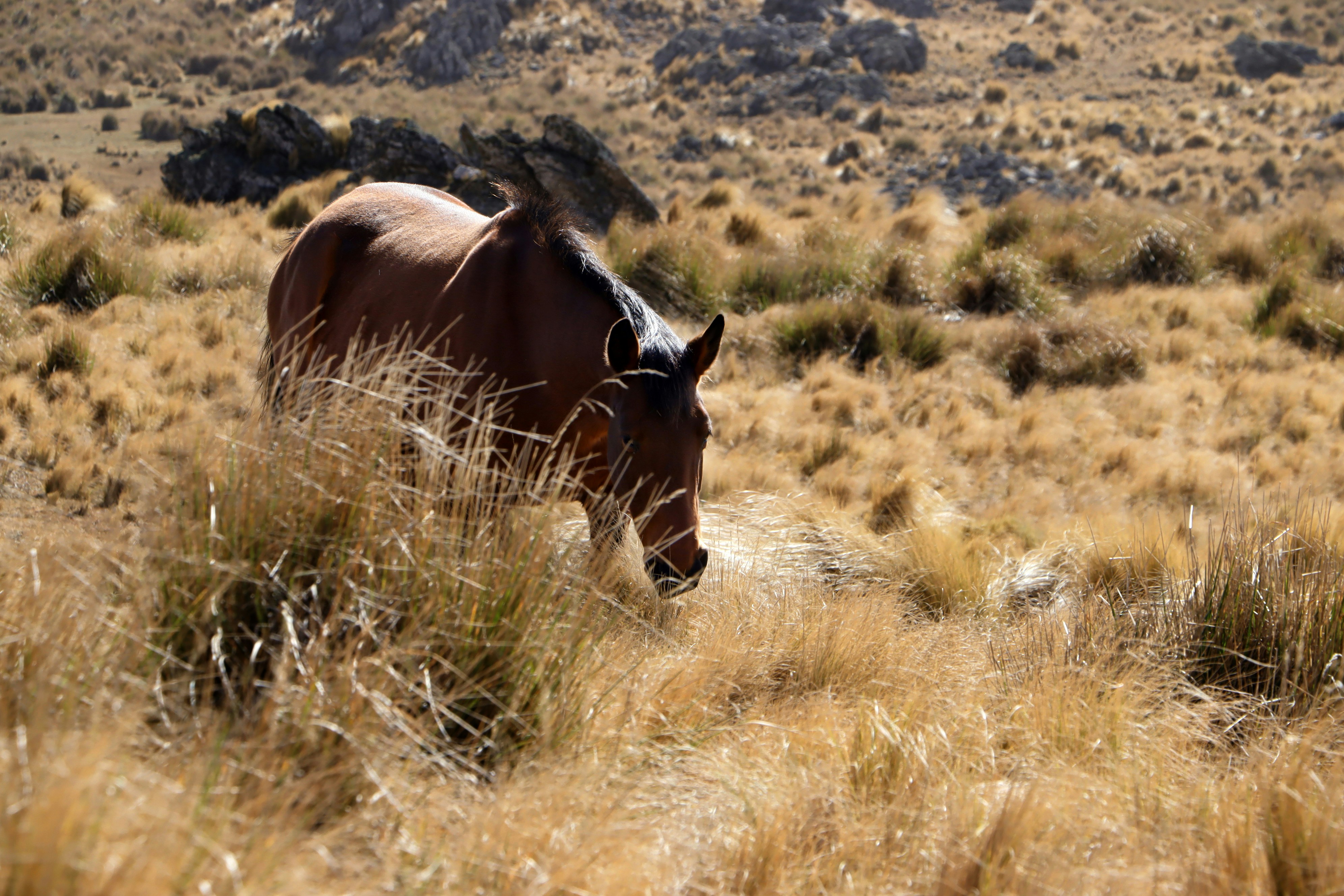 Whispers of the Wild: A Horse in Harmony with Nature