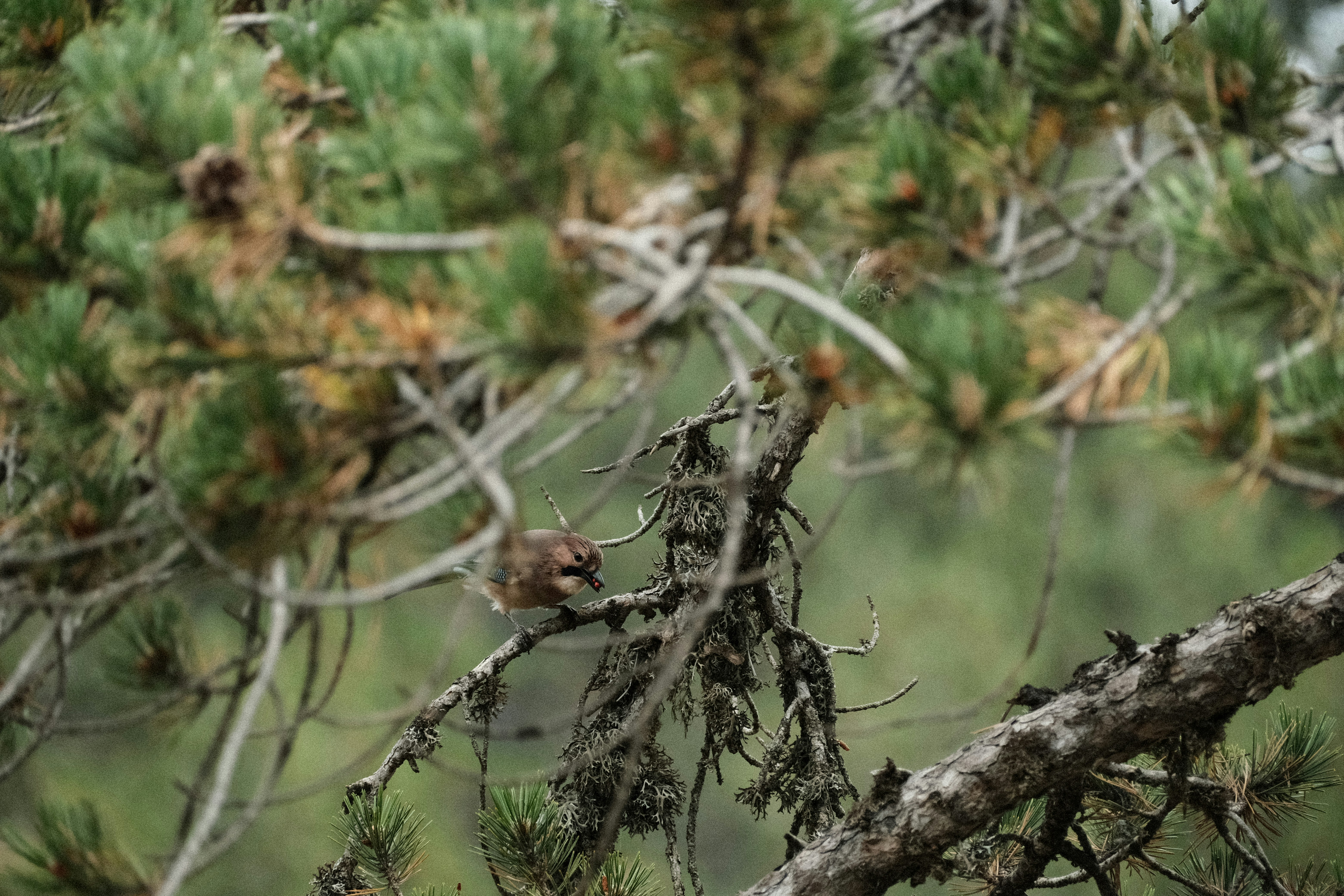 A small bird nestled among the branches of a pine tree, surrounded by lush greenery and intricate textures of bark and moss.