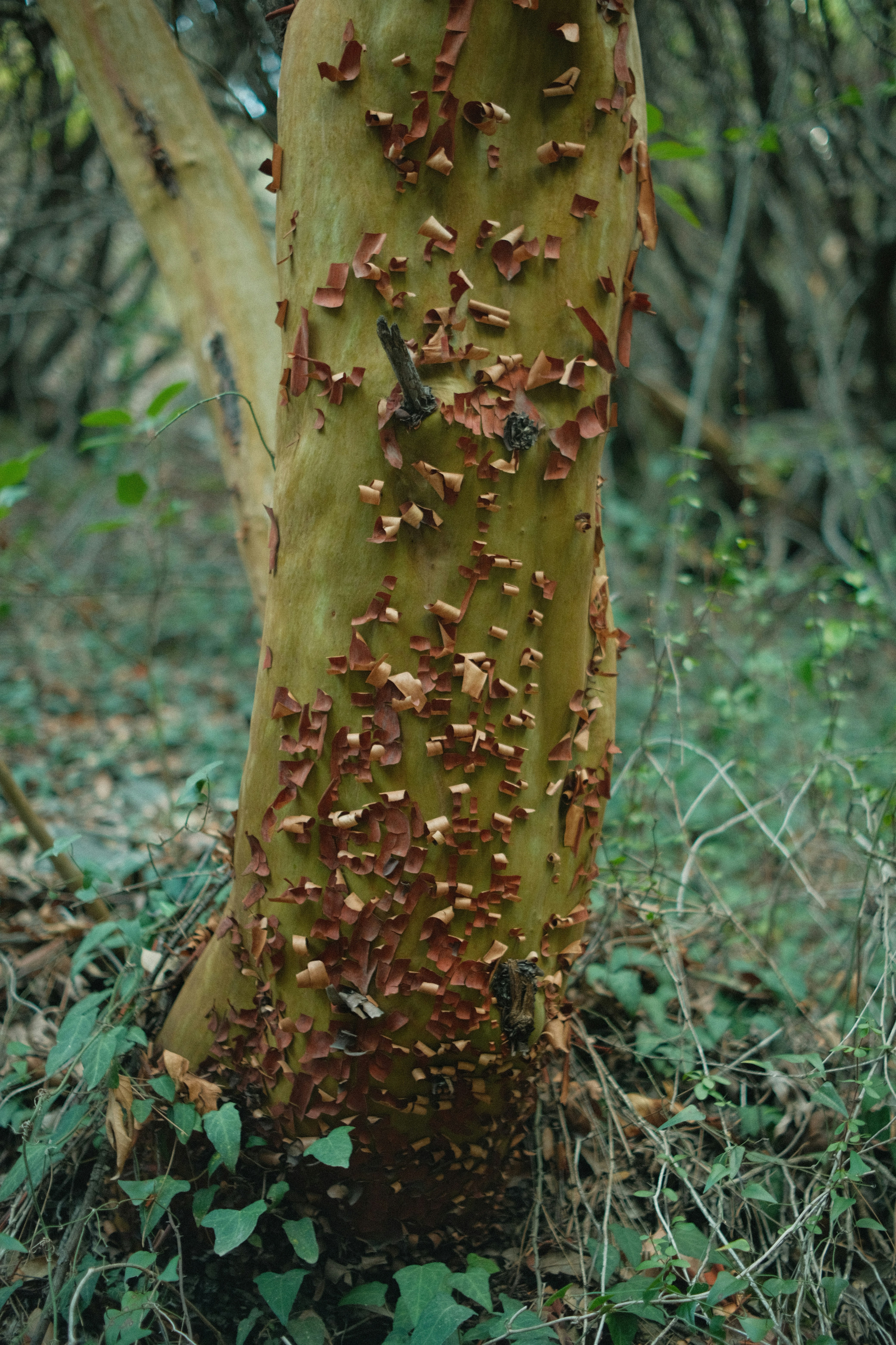 Copper Scales on a Forest Trunk: A Close-Up of Peeling Bark in Dappled Light