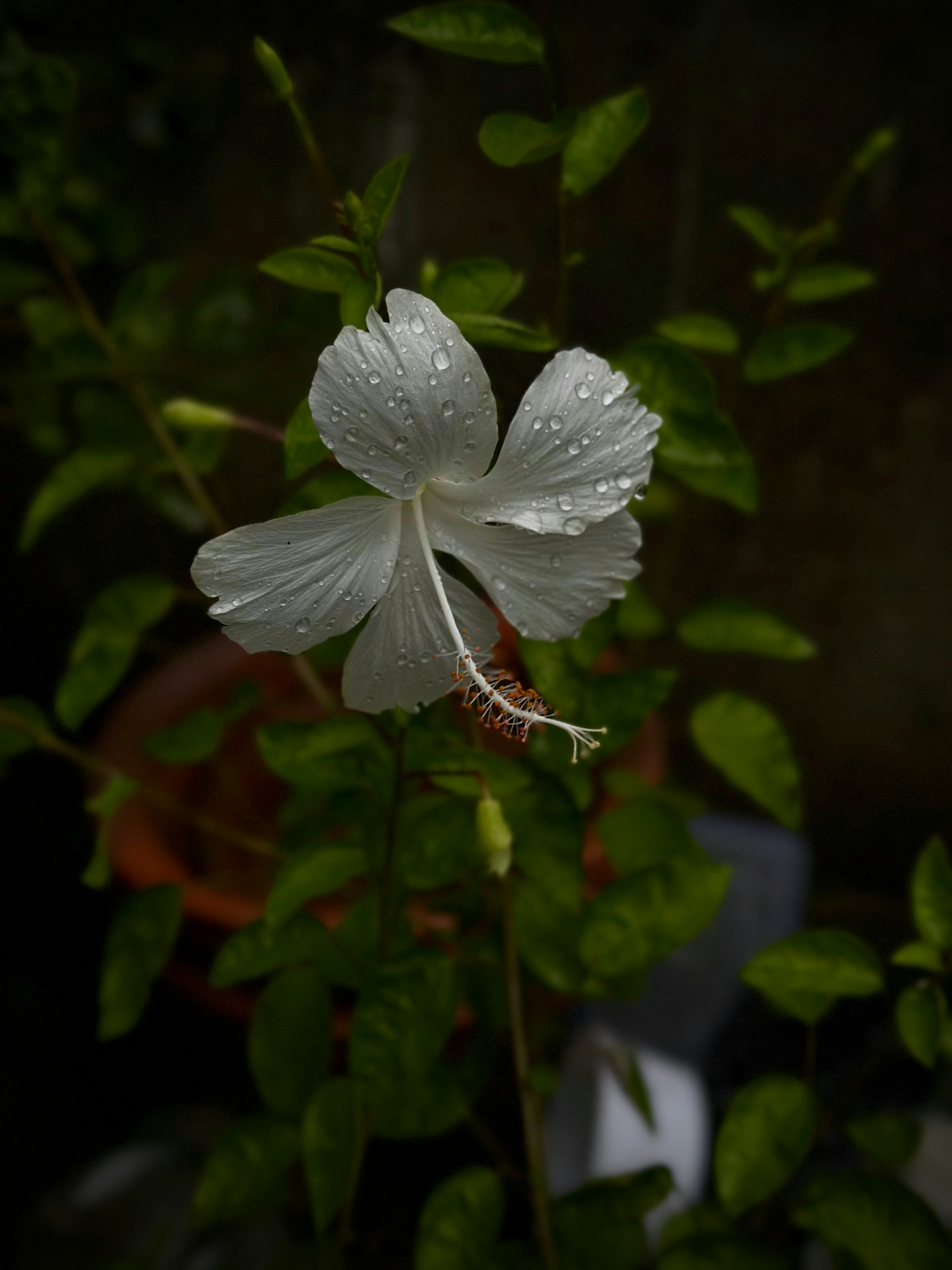 Whispers of Nature: The Dew-Kissed Blossom