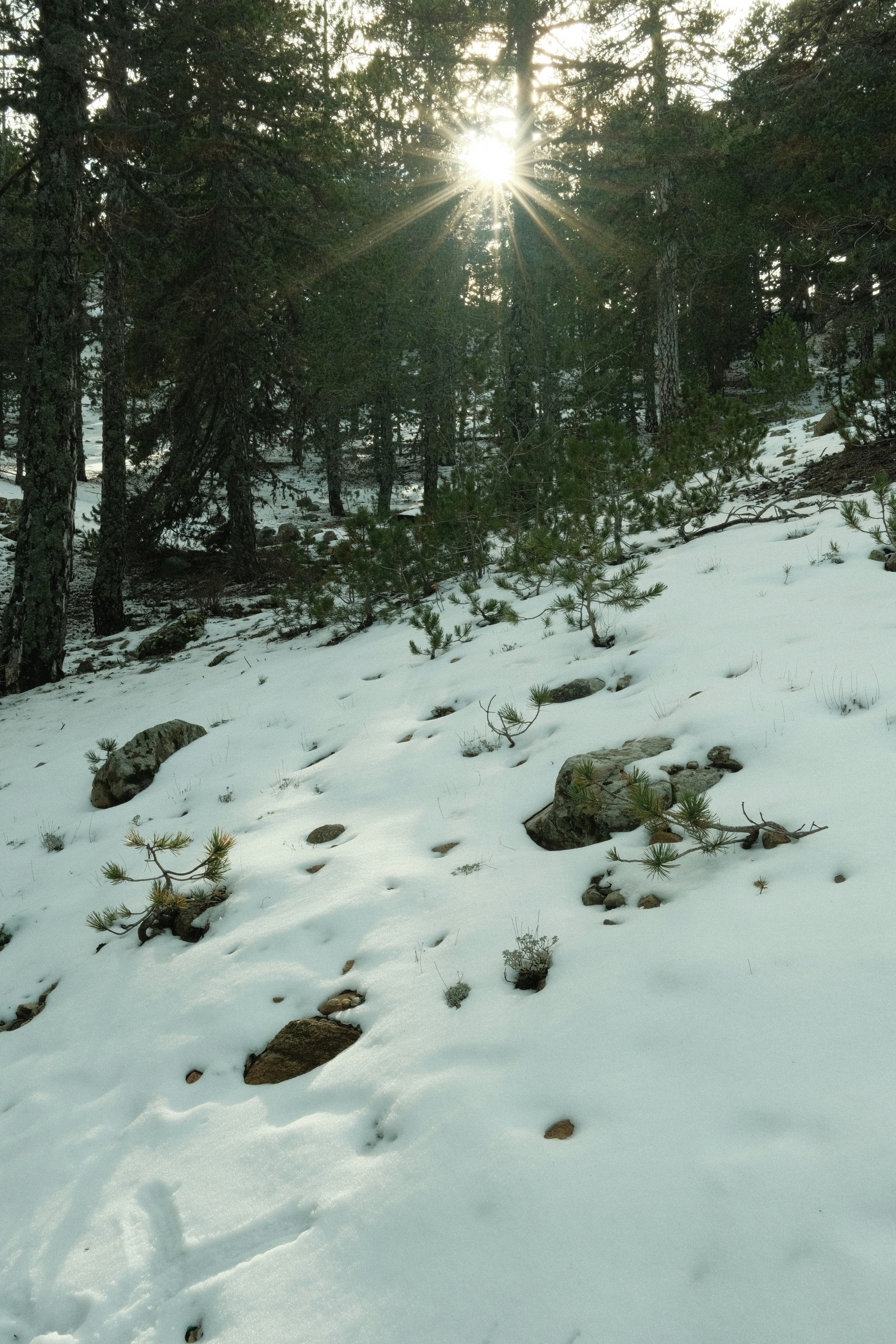 Whispers of Winter: Sunlight Through the Pines
