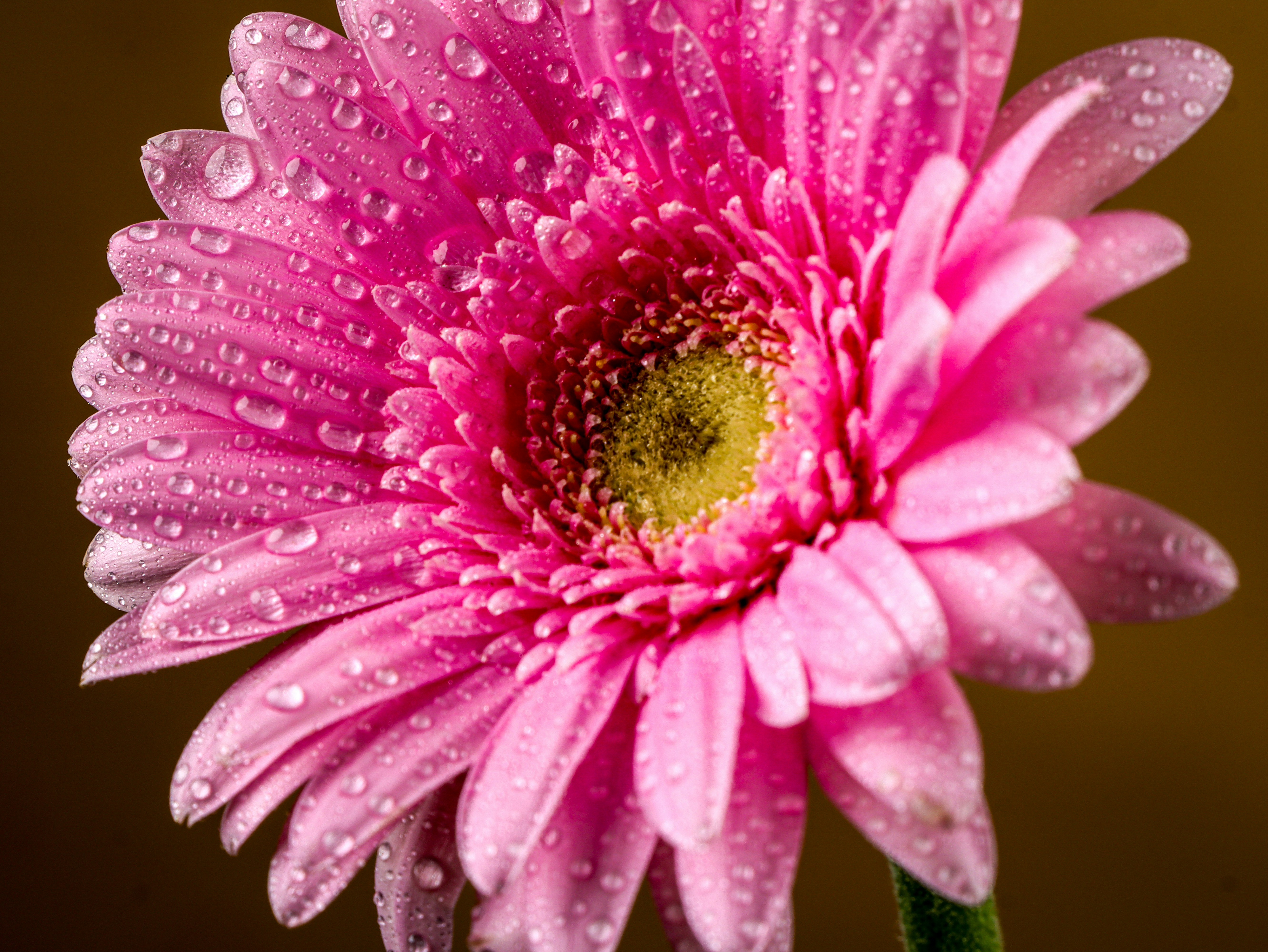 Petals of Perfection: A Floral Symphony