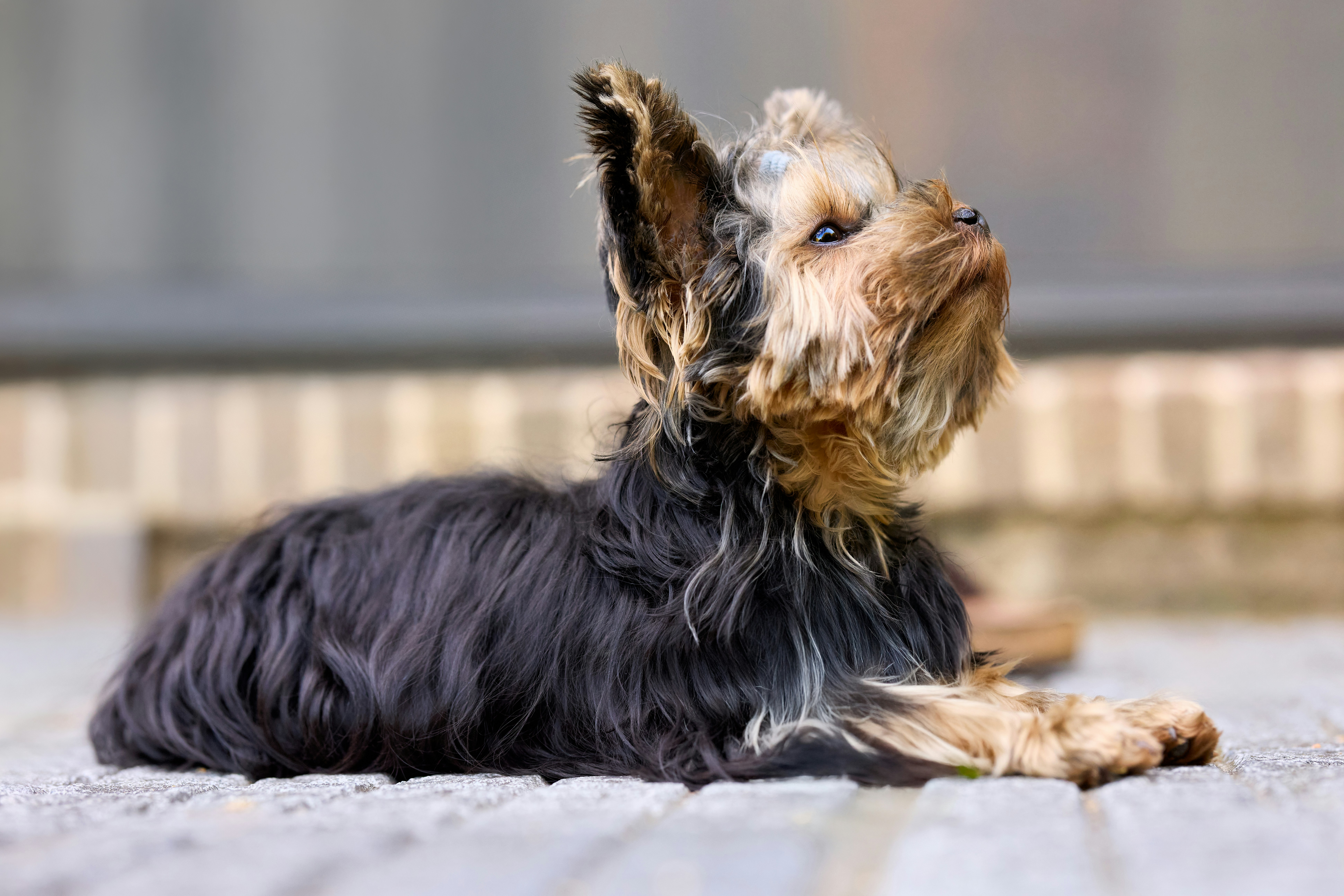 A cute Yorkshire Terrier lies on paving, looking up with an alert and curious expression. Its black and tan fur is shaggy, with a blurred background creating depth. | A small yorkshire terrier puppy lying down outdoors.