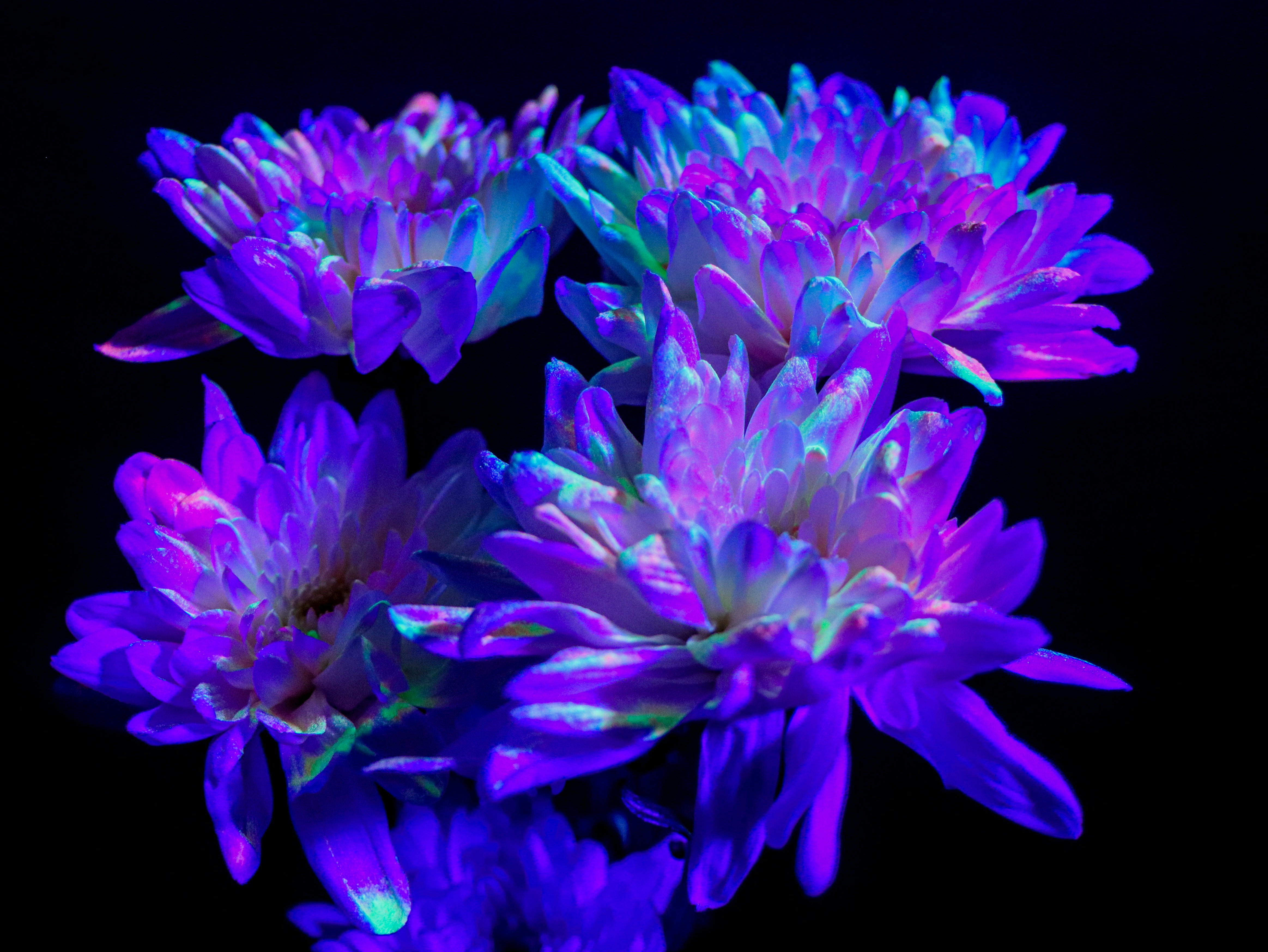 Luminescent Blooms: A Dance of Color