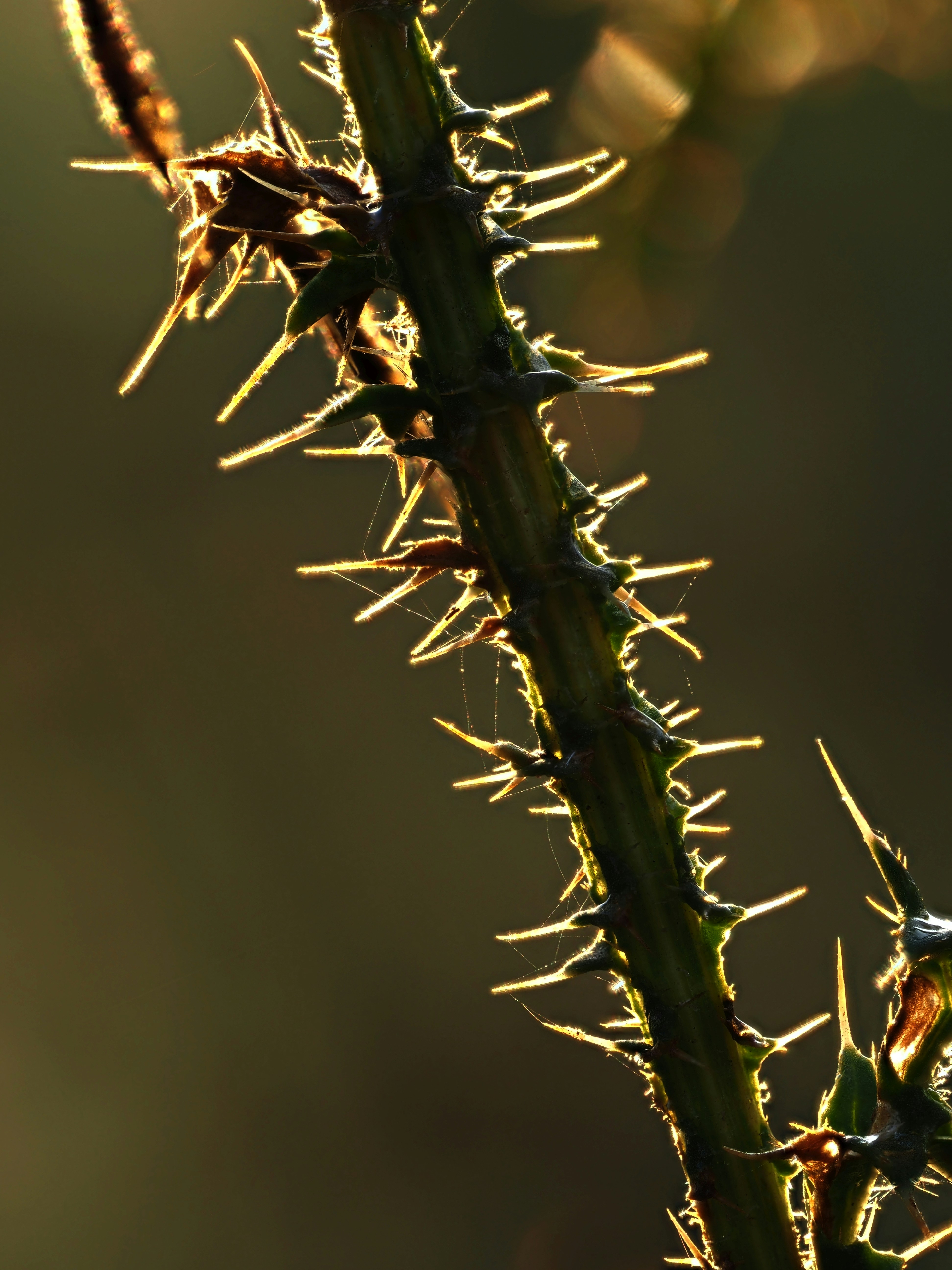 Close-up of a thorny stem illuminated by soft sunlight, highlighting the intricate details of nature's defenses.