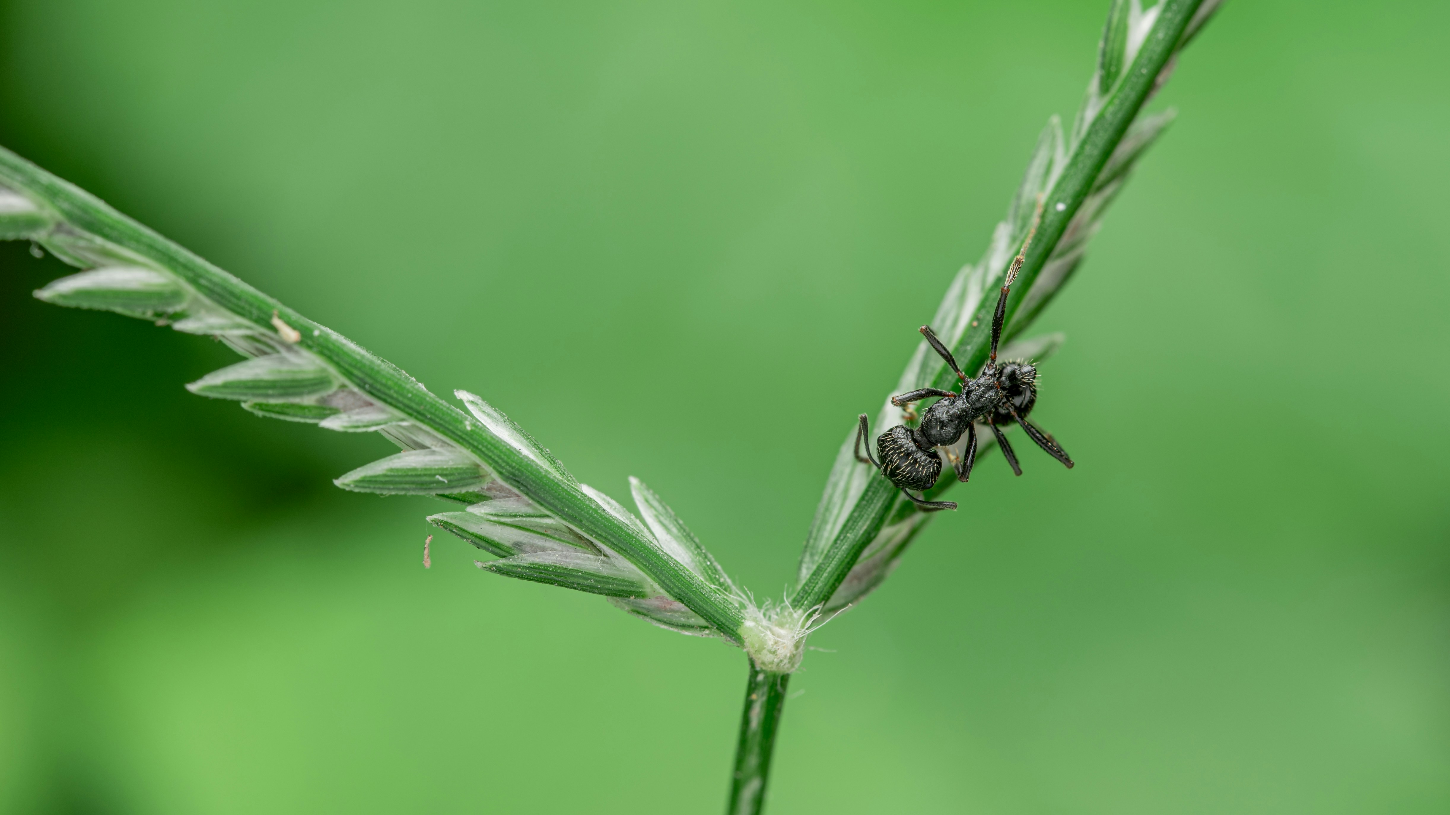 Black ant navigating a grass stem against a soft green background. The intricate details of the ant's body are highlighted in this macro shot.