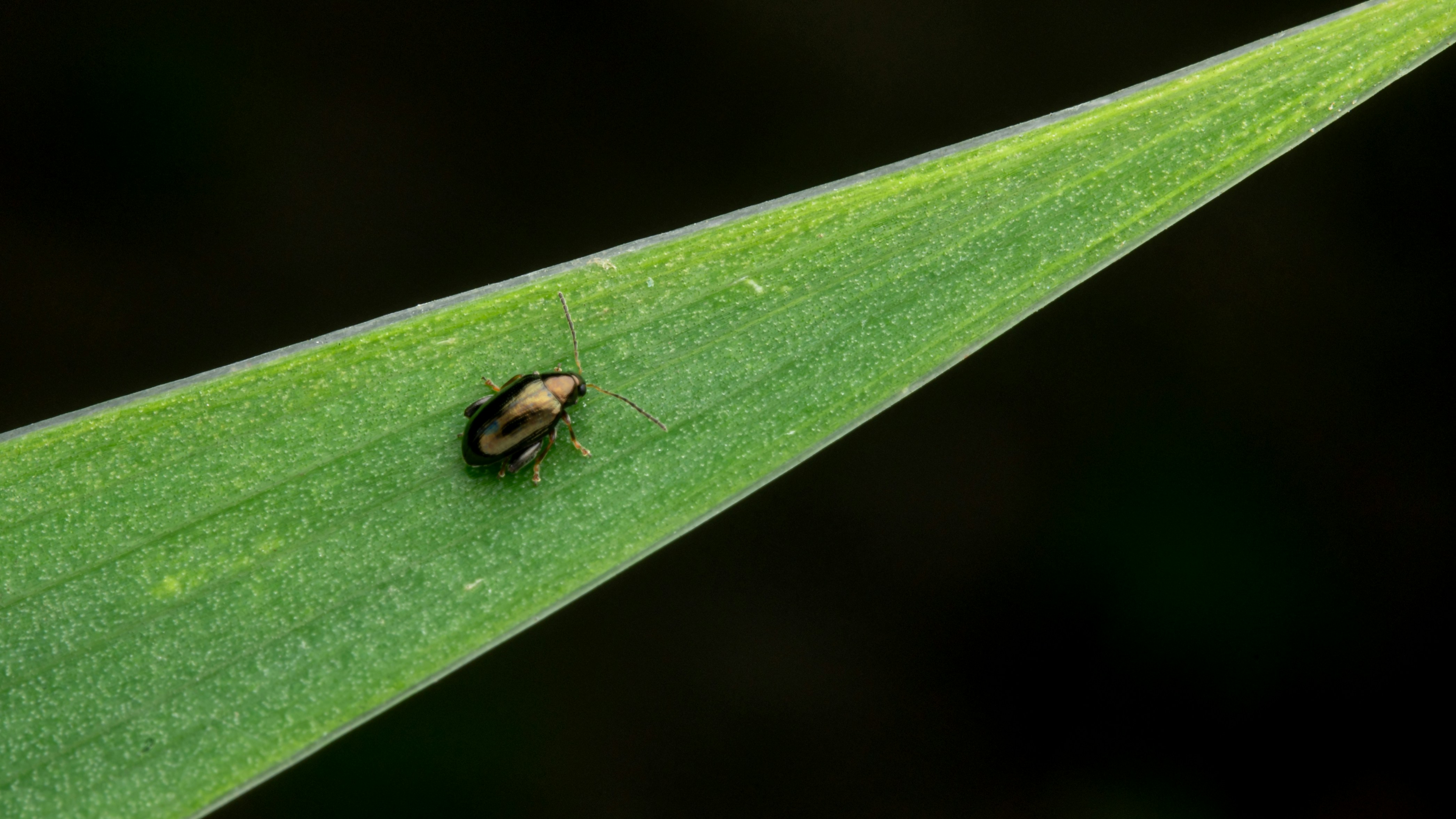 Beetle on a Narrow Leaf: A Micro Moment in Quiet Green