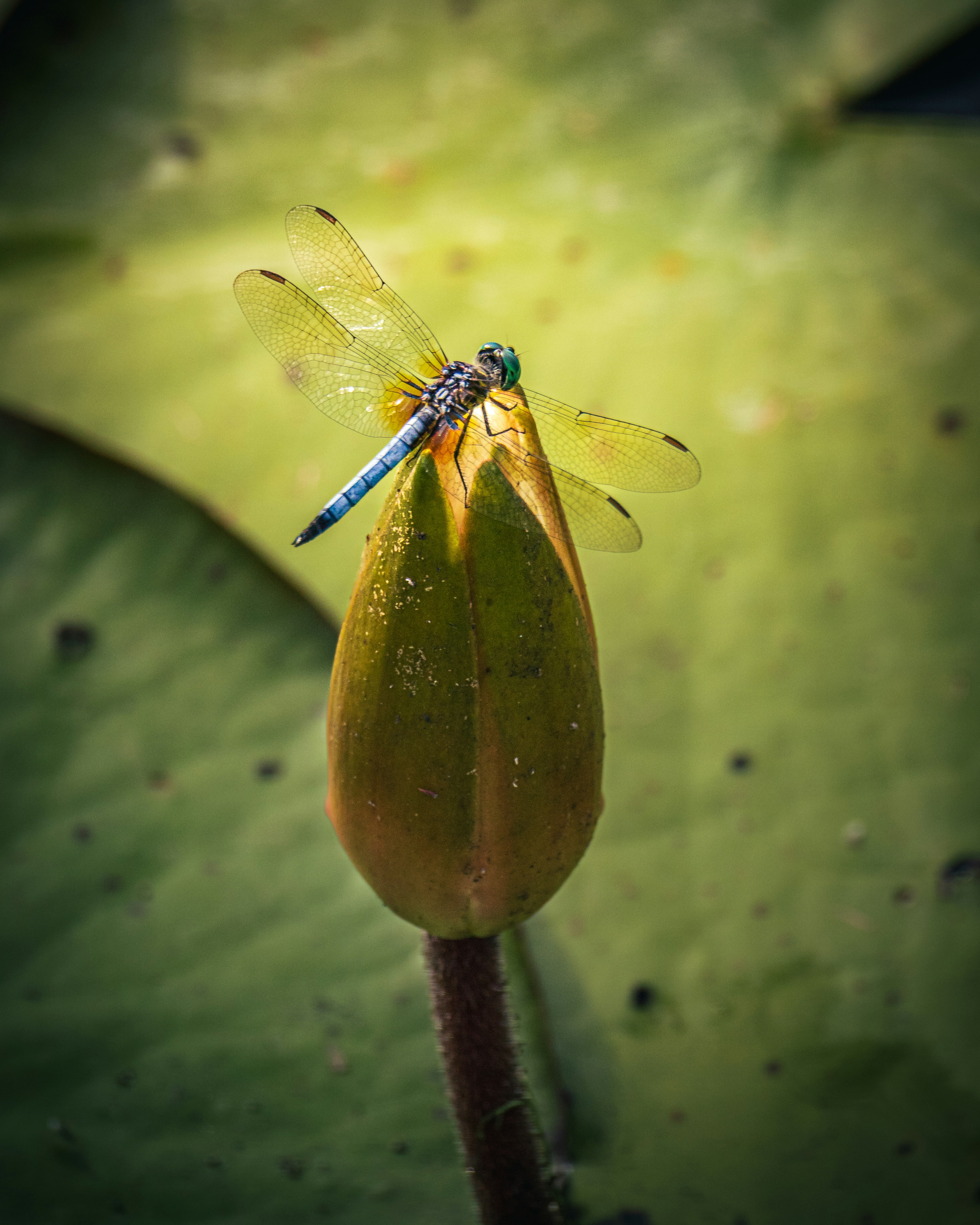 Close-up of a blue dragonfly resting on a water lily bud. Detailed macro photography showing transparent wings, vibrant colors, and natural pond environment. | Dragonfly resting on a closed water lily bud.