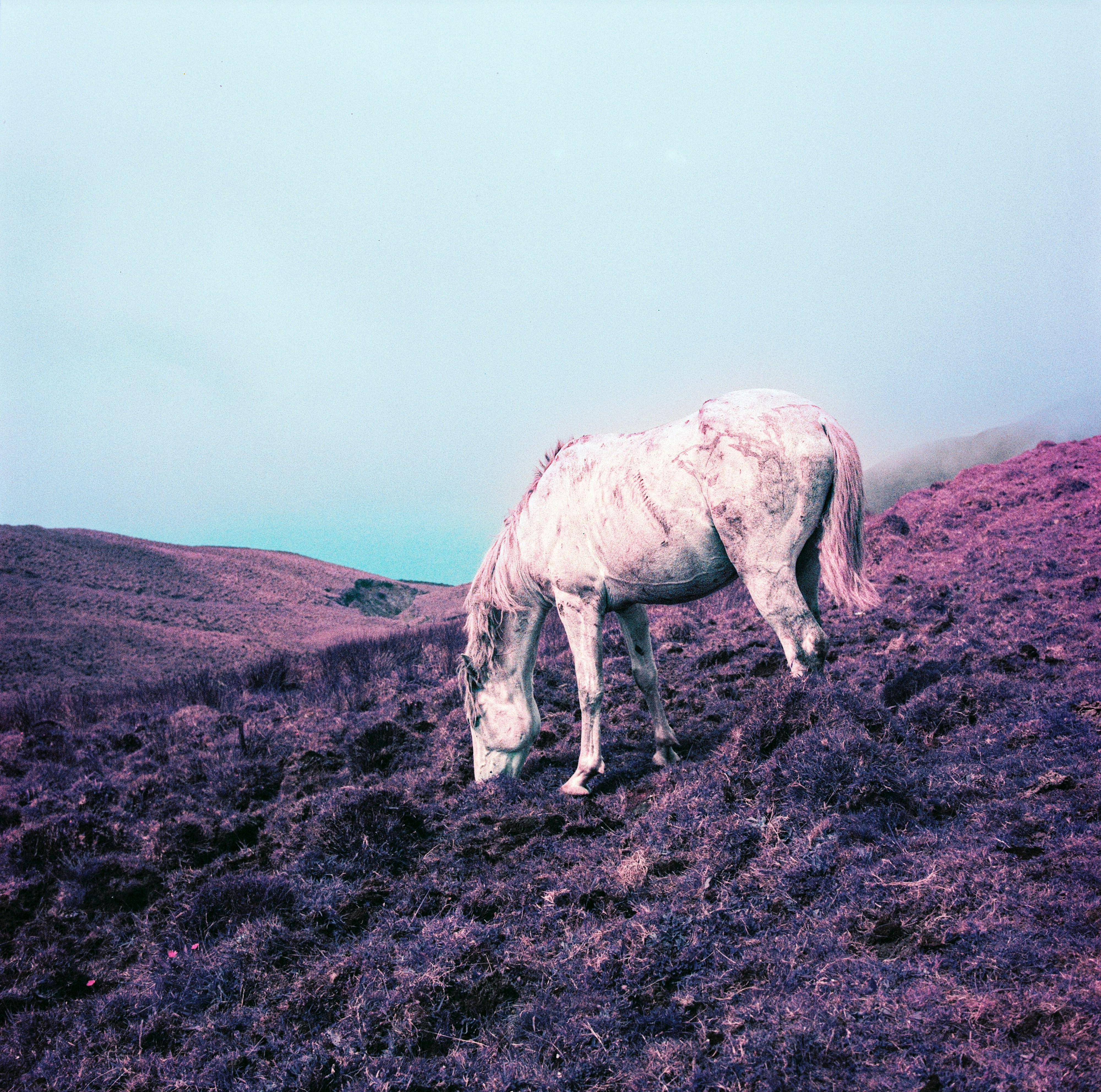 A solitary white horse grazes in a surreal, pastel-hued landscape, blending seamlessly with the rolling hills. The ethereal atmosphere evokes a sense of tranquility.