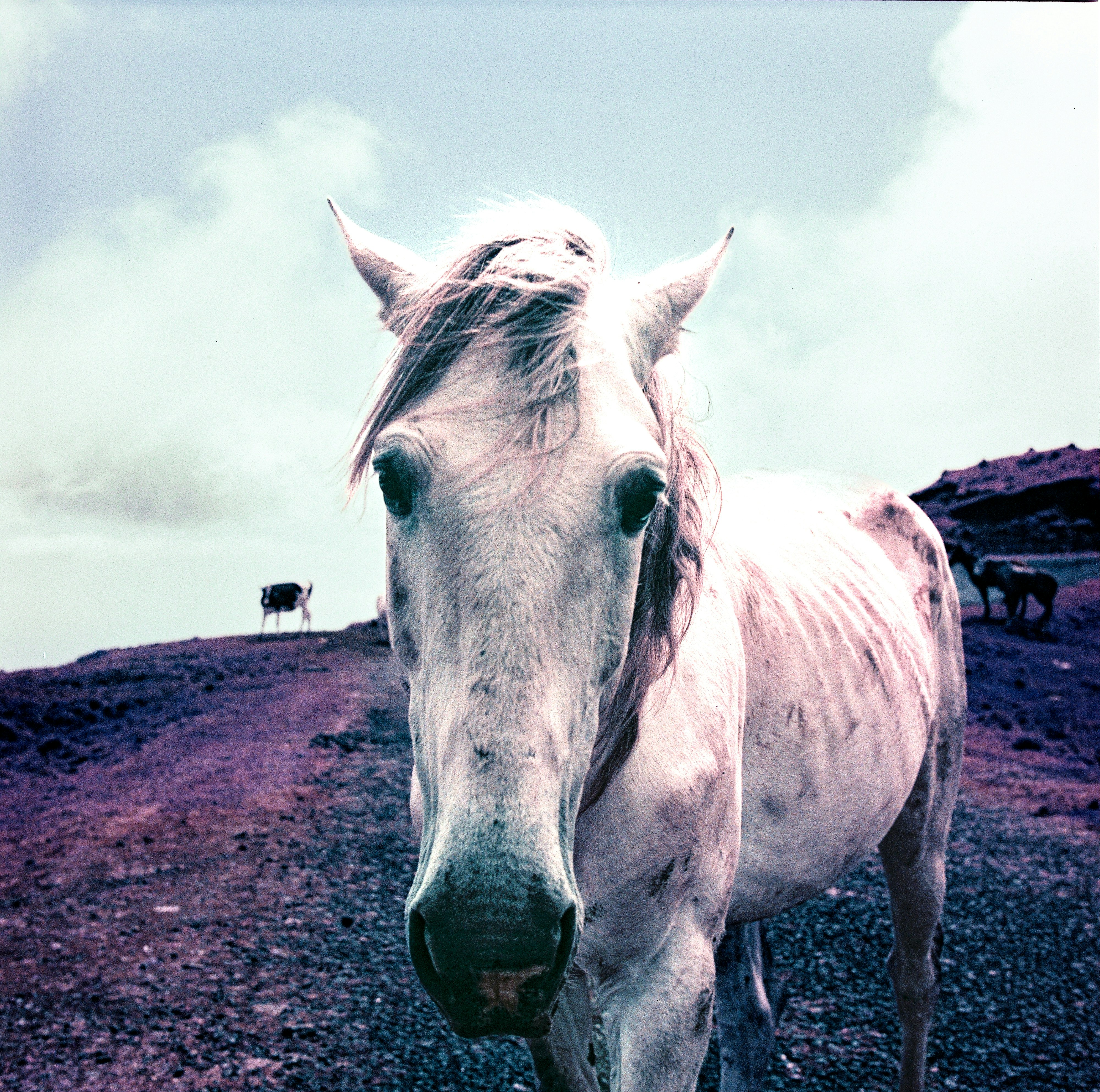 Pico, Azores on film: Horse grazing in the volcanic pastures of Pico Island, Azores. Captured on medium format Lomography Lomochrome XR 100-400 film, creating surreal purple tones and a dreamy analog atmosphere. | A white horse stands on a purple hill.