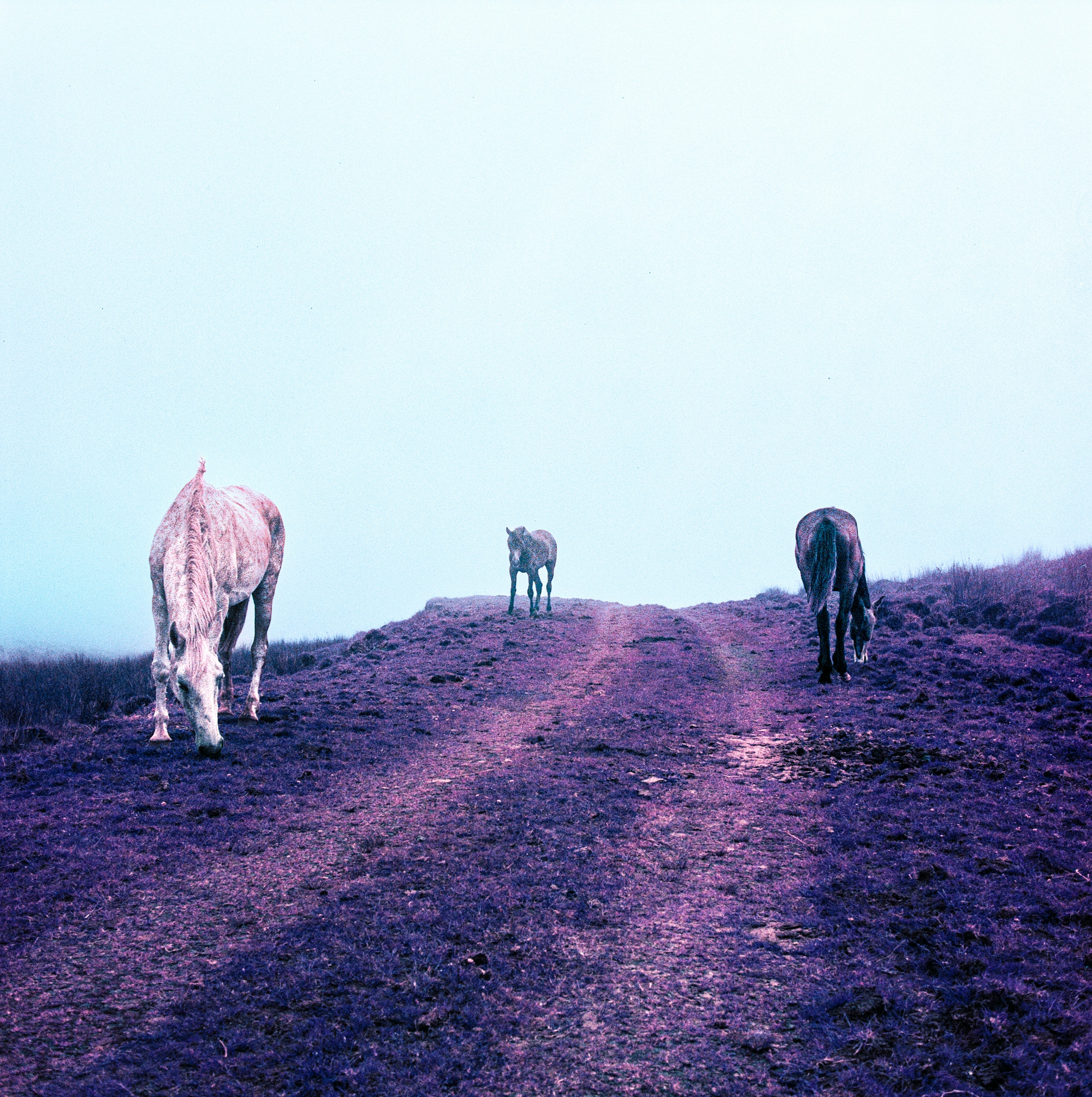 Three horses wander along a misty path, their silhouettes softened by the ethereal fog. The landscape is tinted with a surreal purple hue.