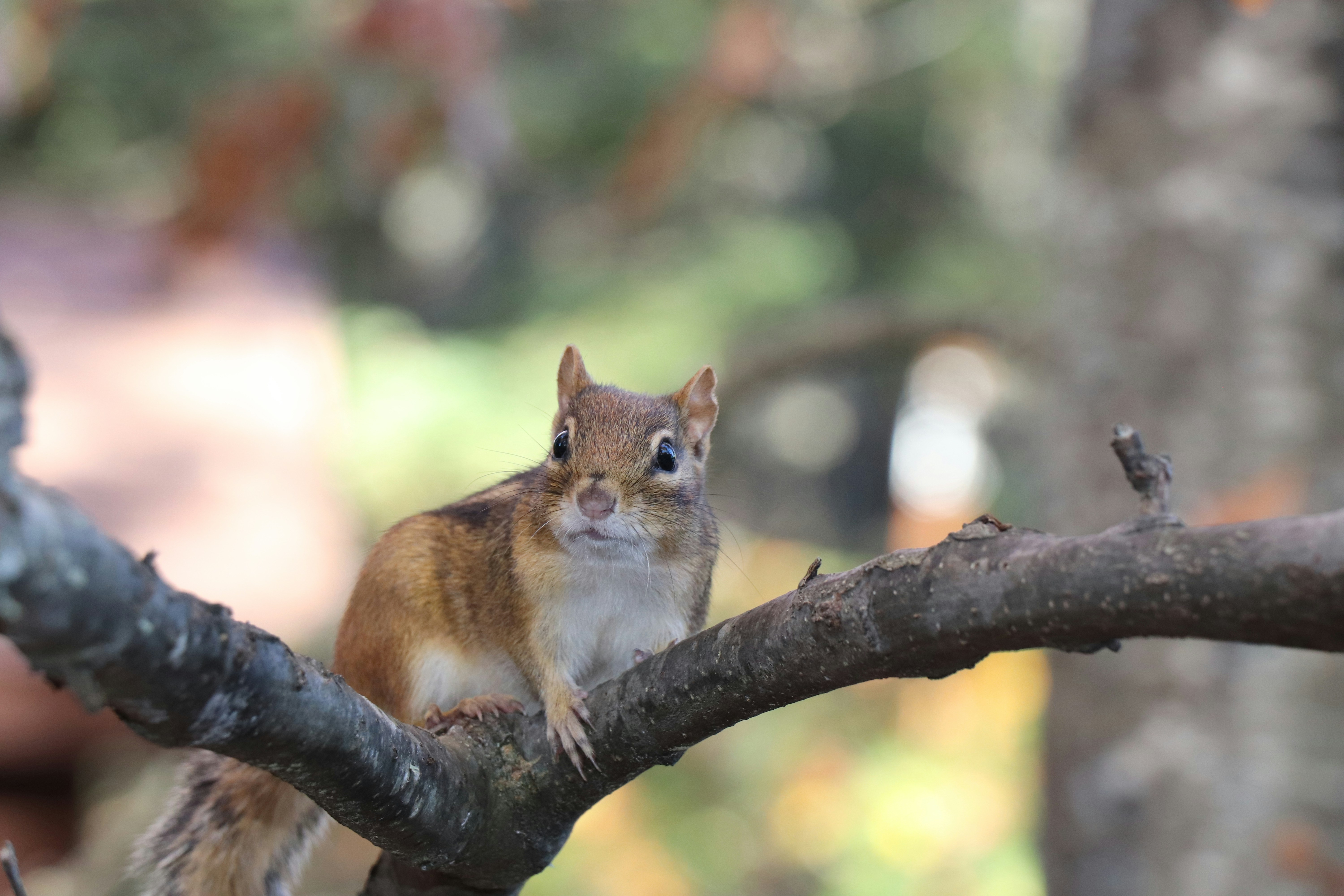 A curious squirrel perched on a branch, gazing intently at its surroundings. The blurred background highlights the subject's focus and vibrant fur textures.
