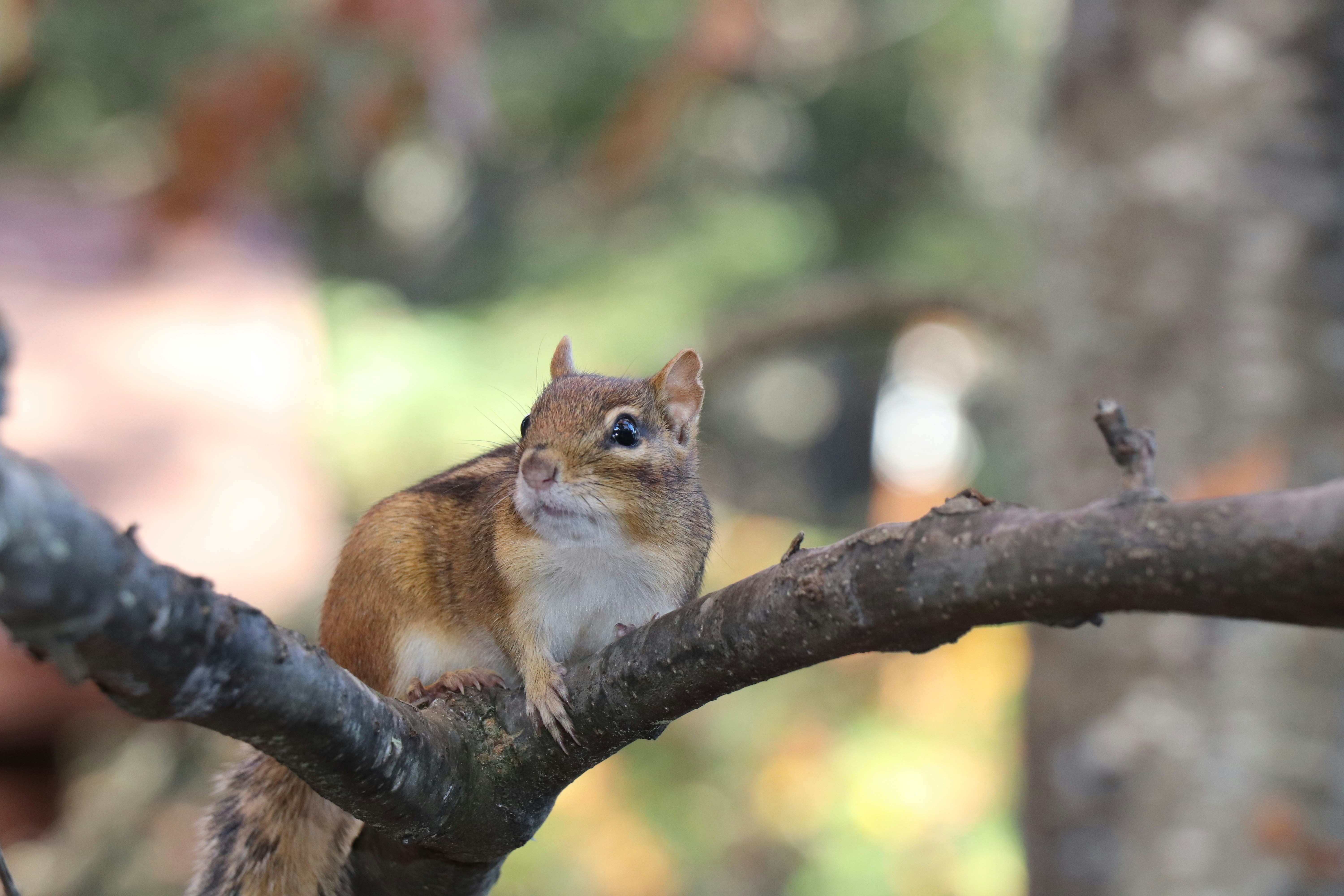 A chipmunk perched on a branch, gazing curiously into the distance amidst a blurred background of autumn foliage.