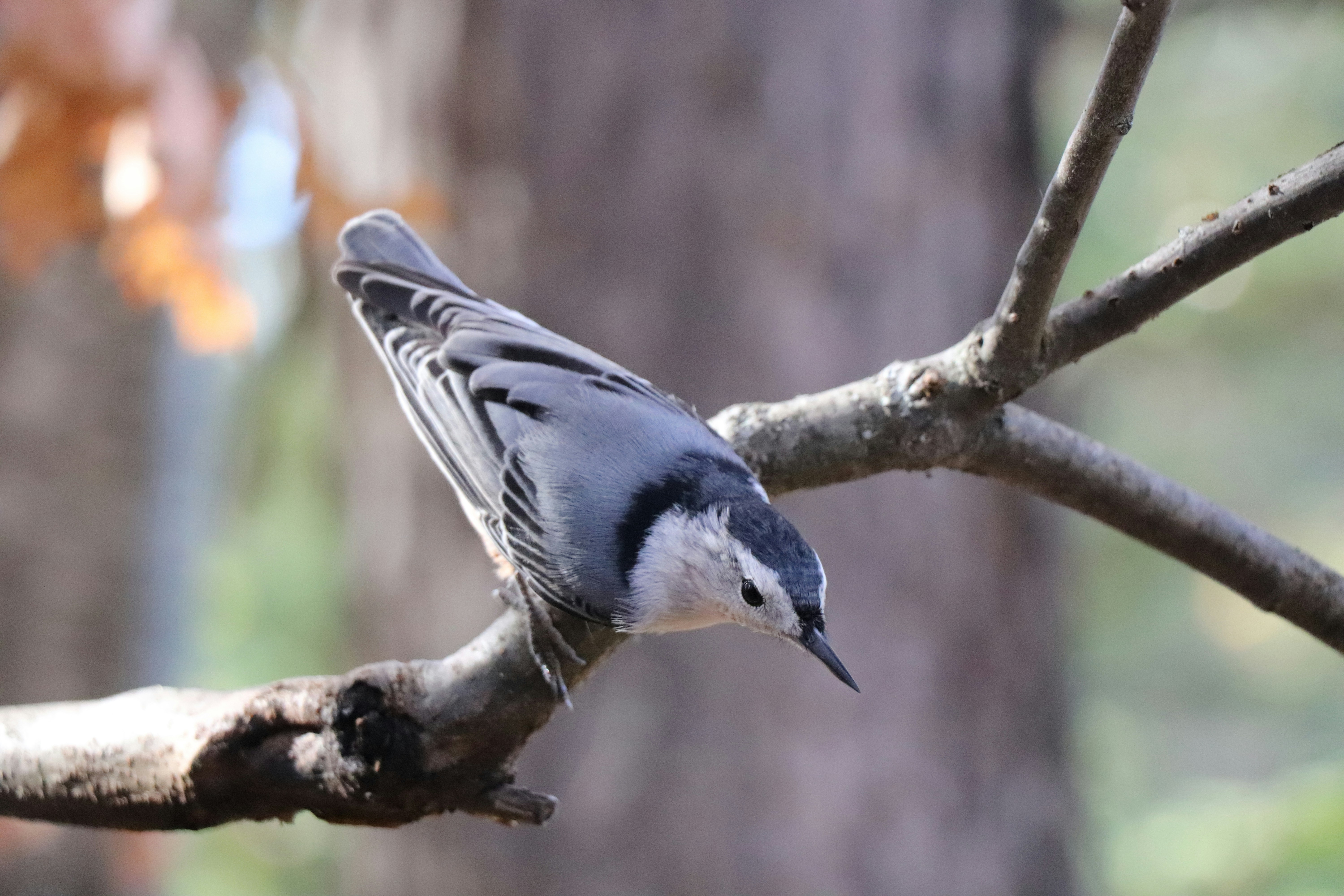 A nuthatch expertly perched on a branch, showcasing its unique posture and plumage in a forest setting.
