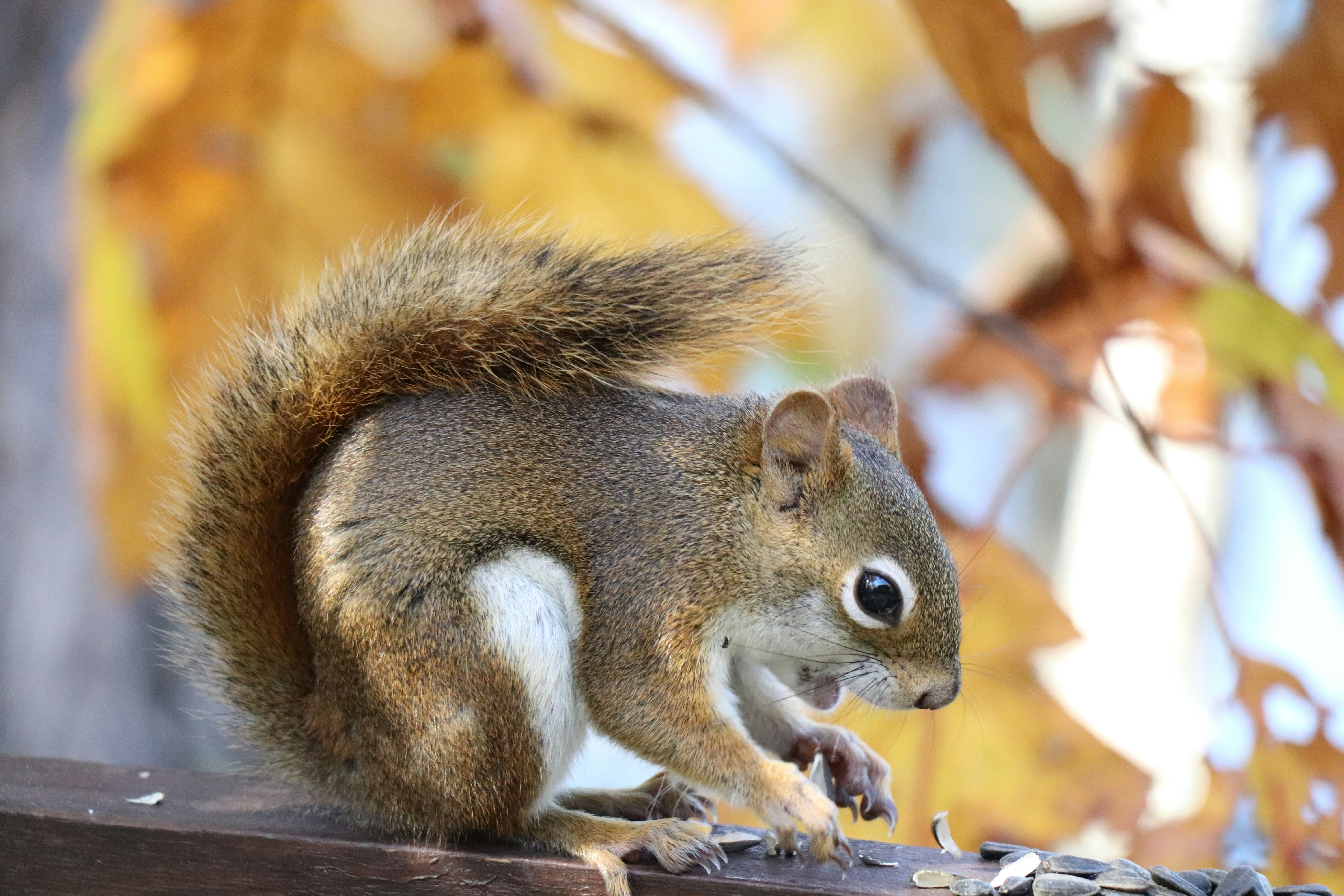 A small squirrel eating seeds outdoors