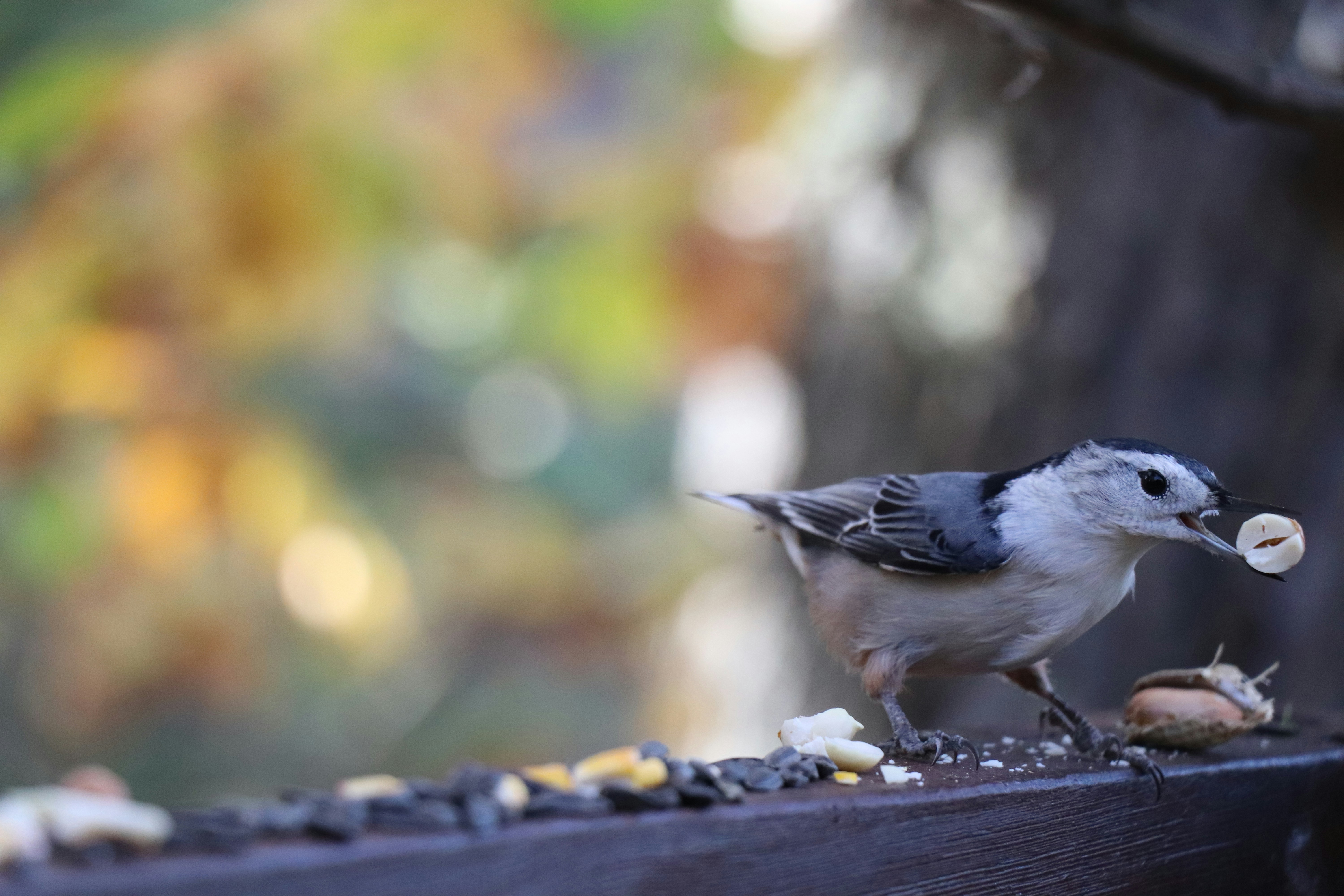 A white-breasted nuthatch delicately holds a seed in its beak while perched on a wooden railing, surrounded by scattered seeds. The blurred background hints at a vibrant autumn setting.