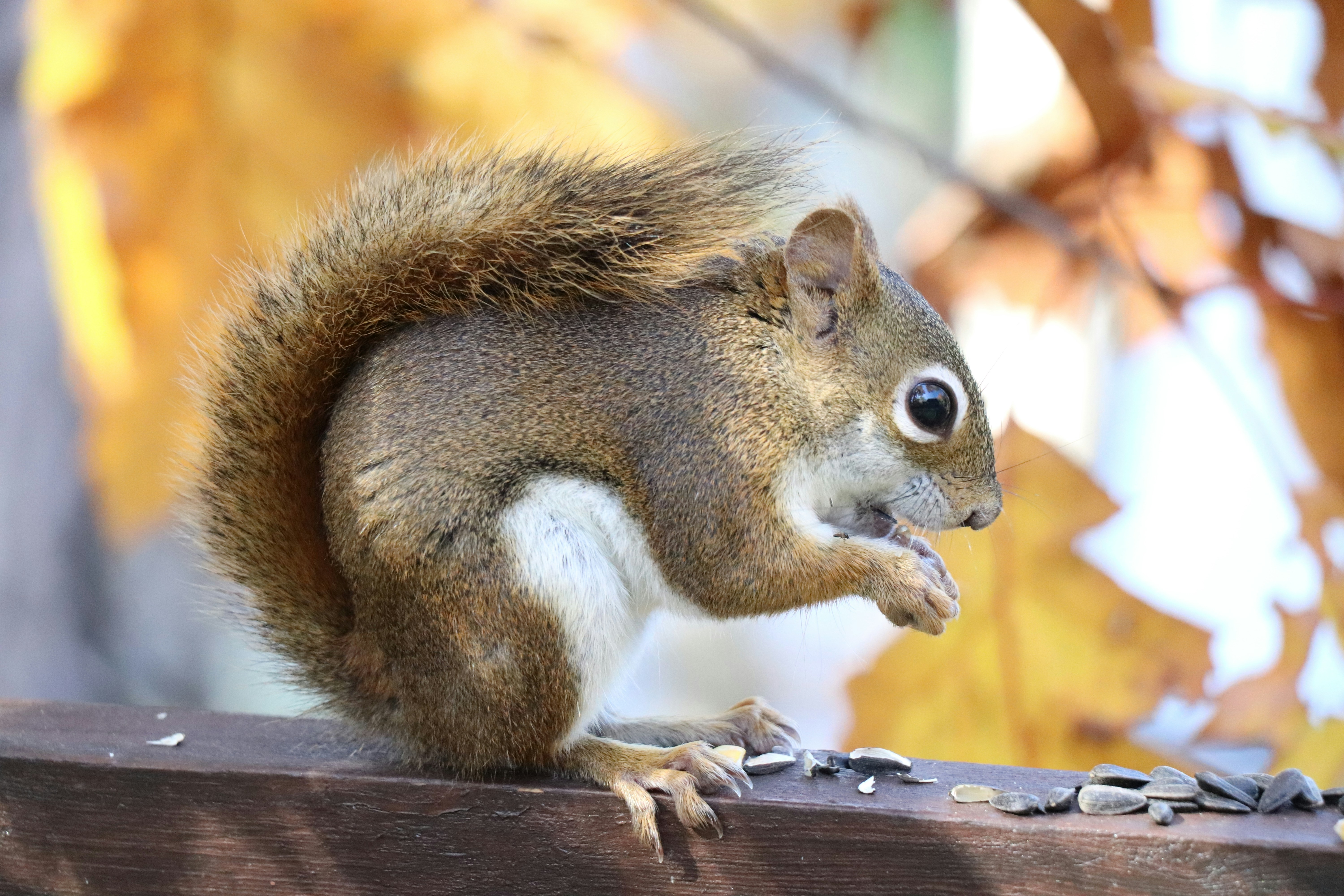 Squirrel nibbling on seeds while perched on a wooden railing, surrounded by autumn leaves. The scene captures a moment of wildlife interaction.
