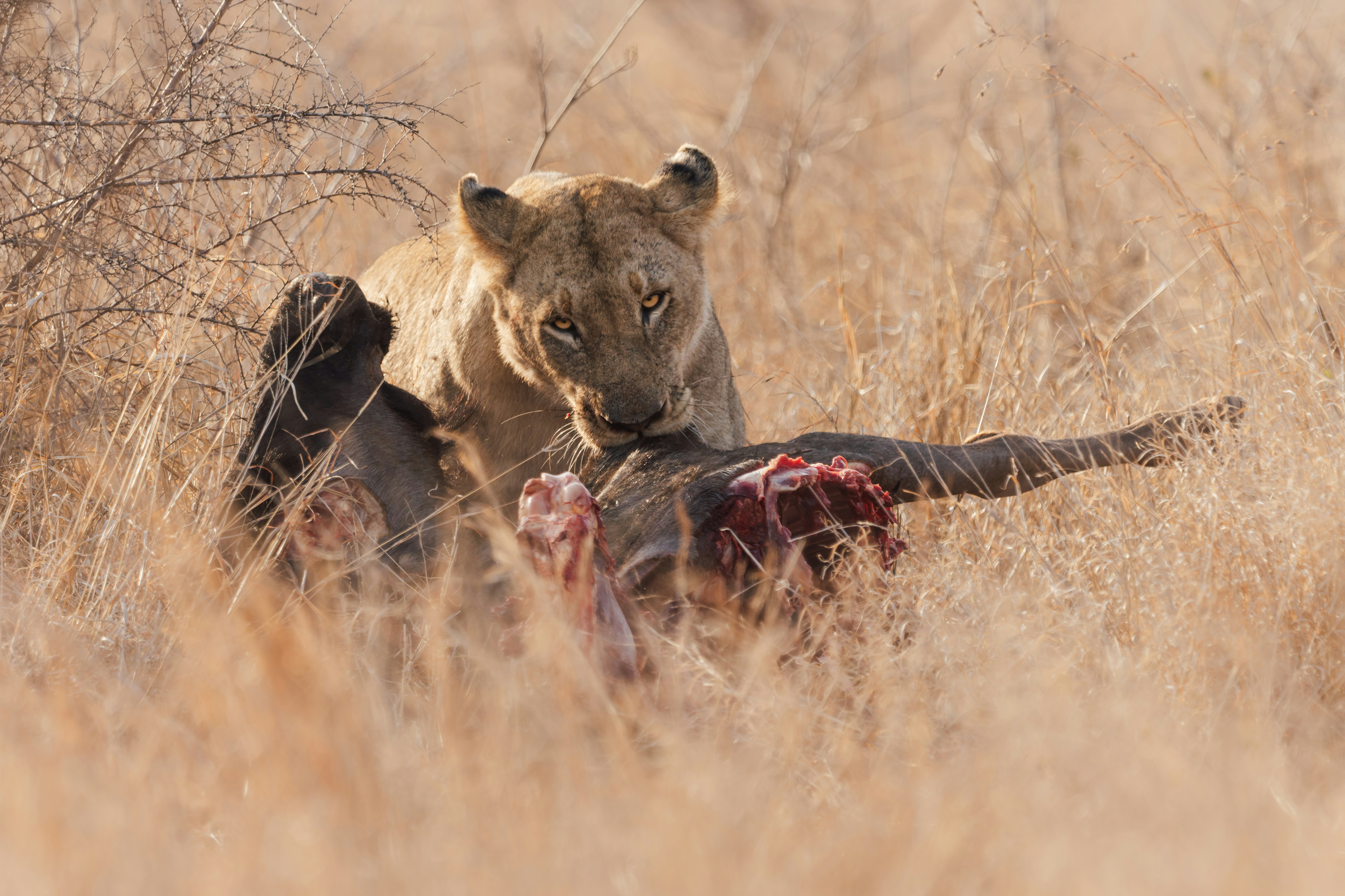 The Circle of Life: A Lioness in Action