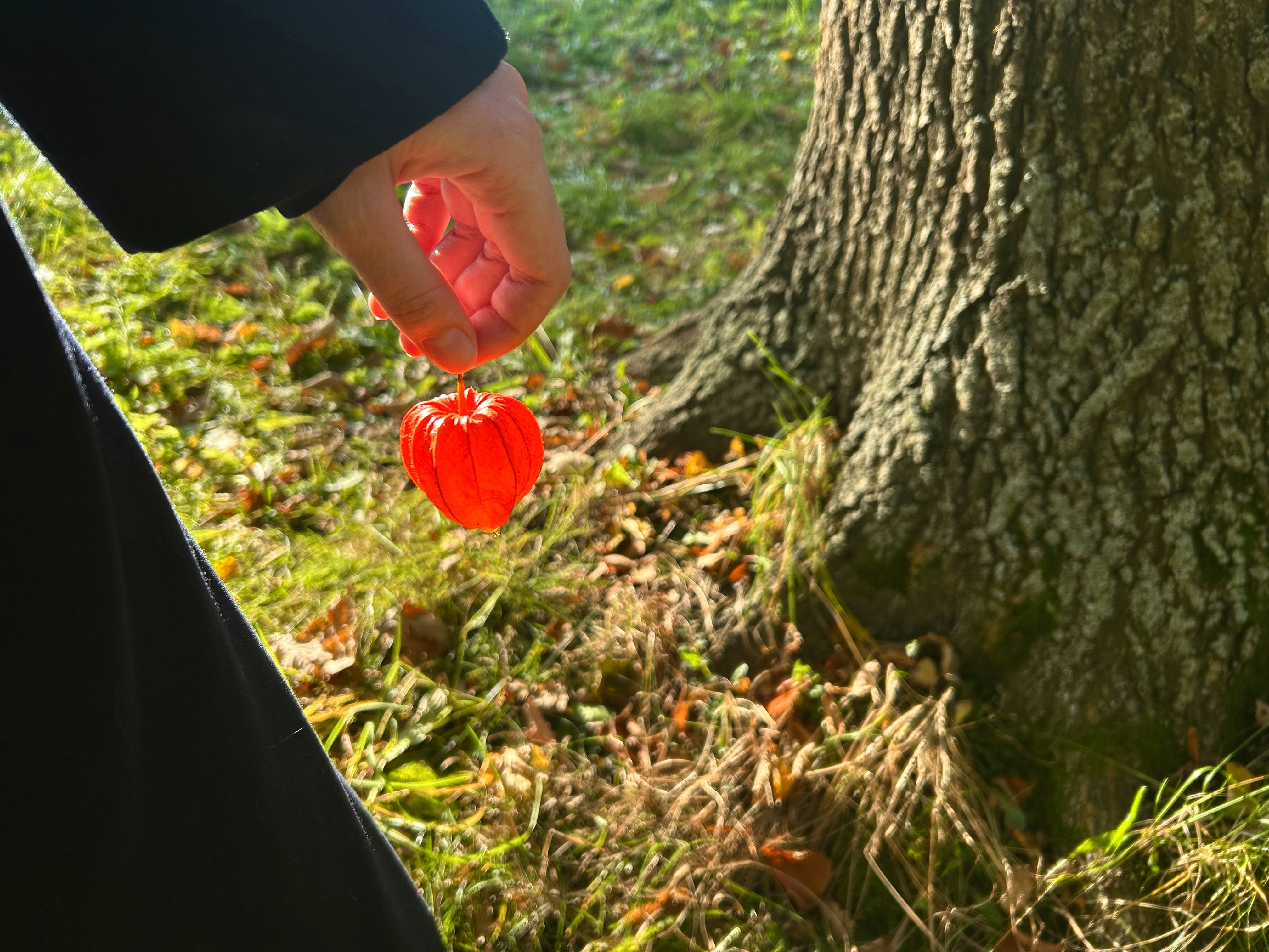 Autumn Lantern in Hand: A Tiny Physalis Framed by Bark and Foliage
