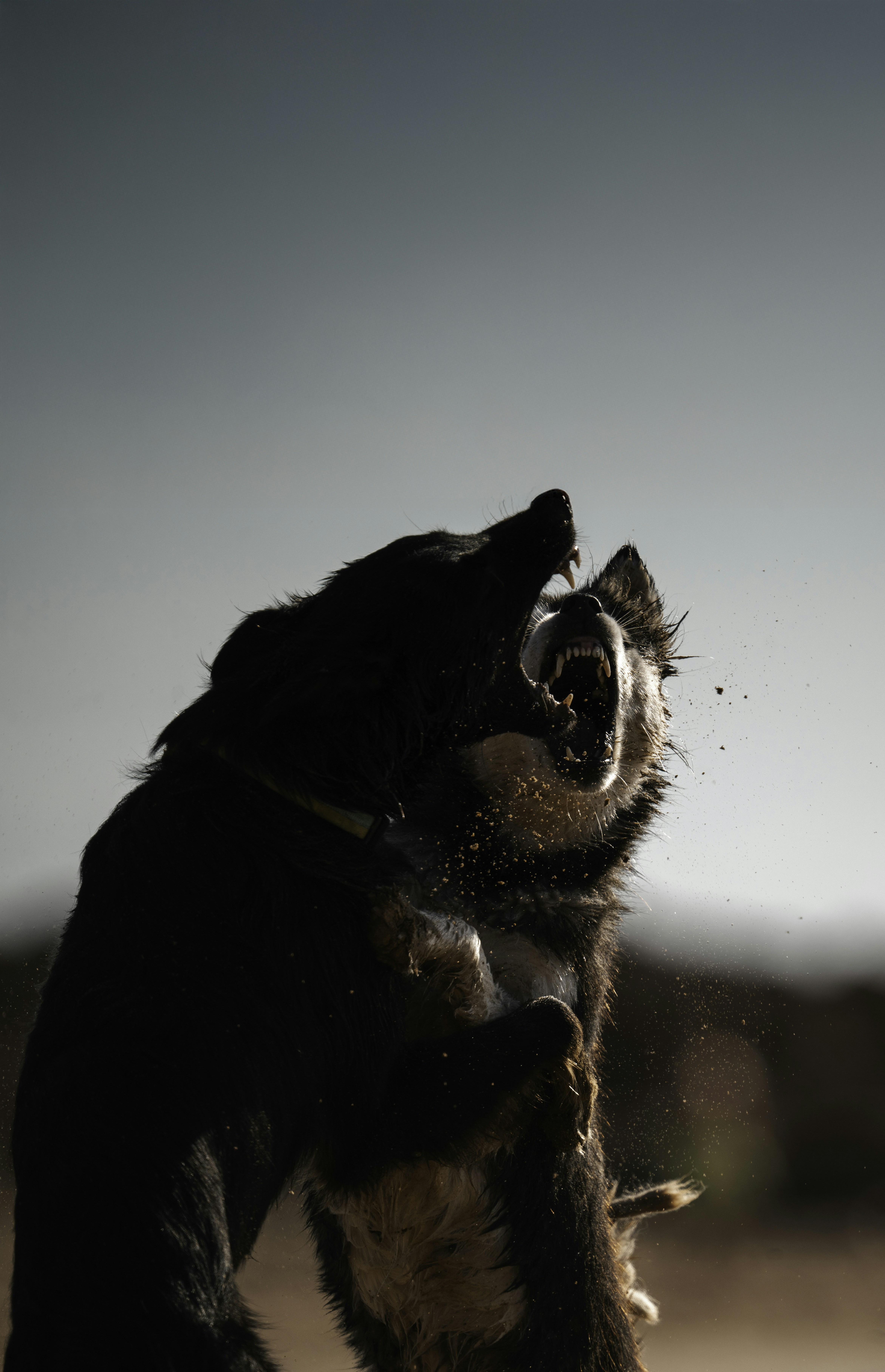Dos perros jugando intensamente con la boca abierta foto – Imagen de ...