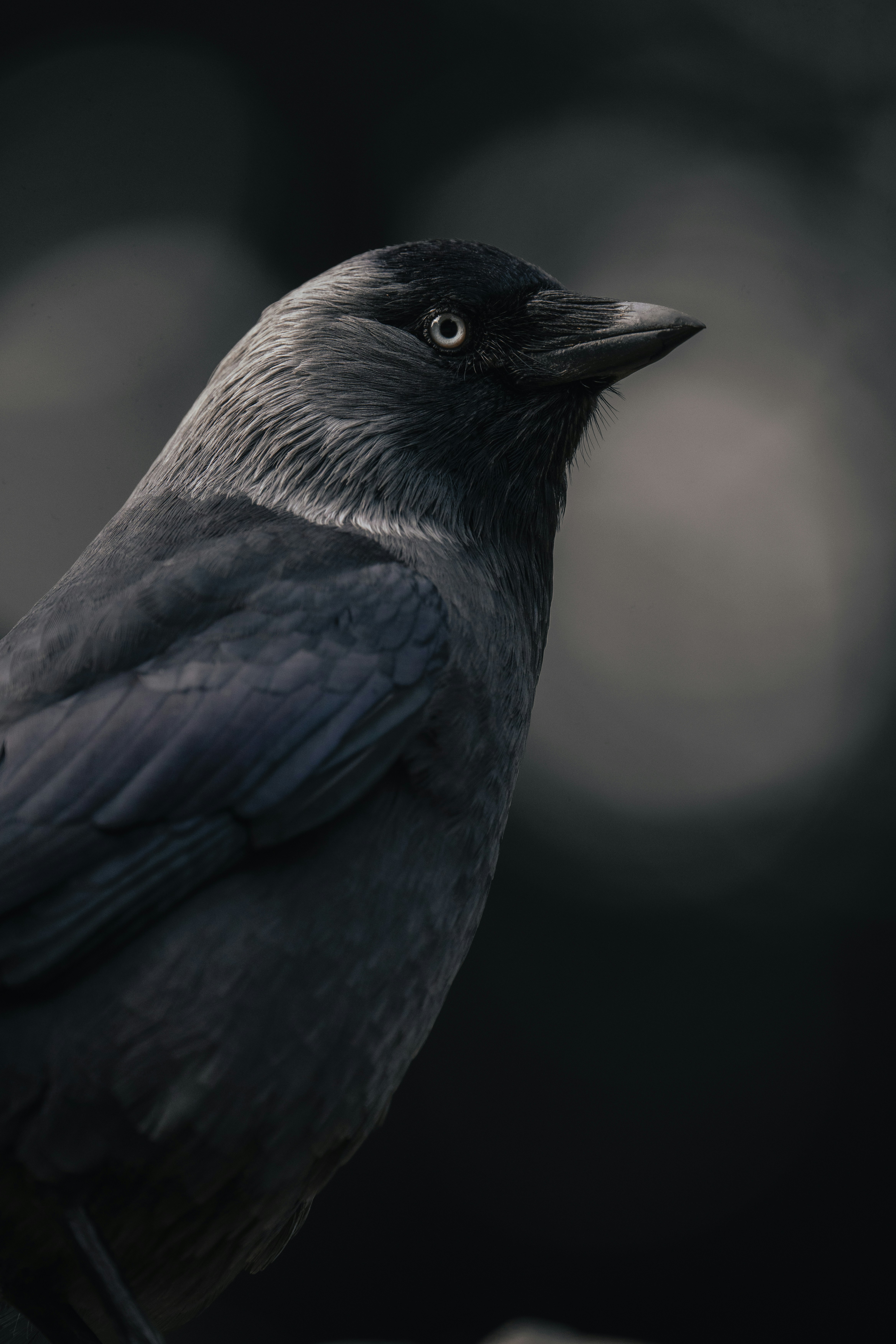 A close-up of a dark grey bird with bright eyes. photo – Free Black ...
