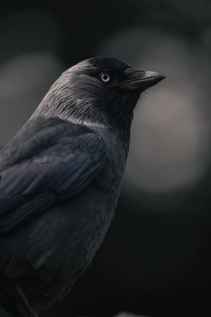 Close-up profile of a dark jackdaw with a pale eye and glossy feathers against a blurred background.