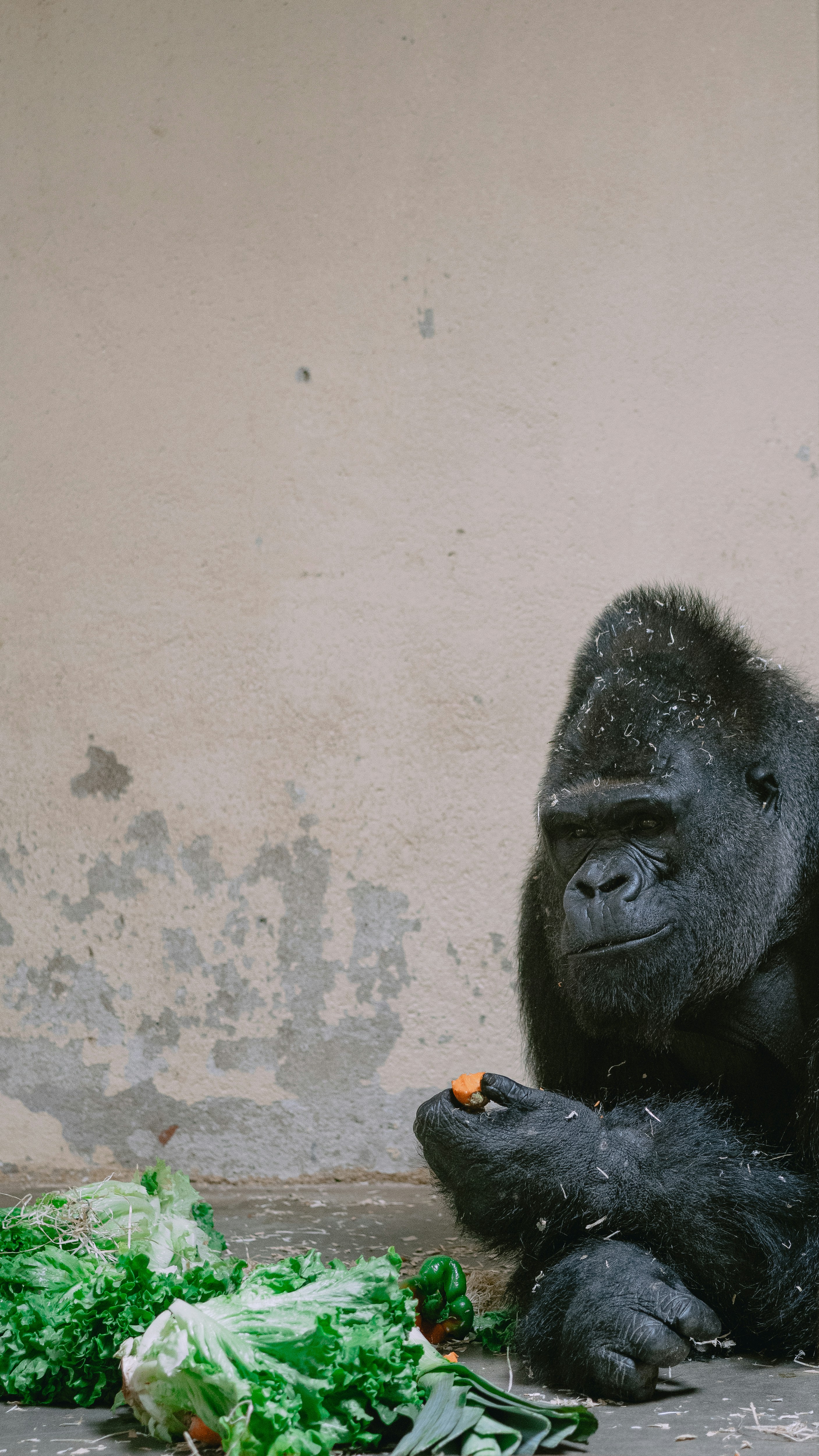 A solitary gorilla sits calmly, holding a piece of food, surrounded by fresh greens in a serene environment.