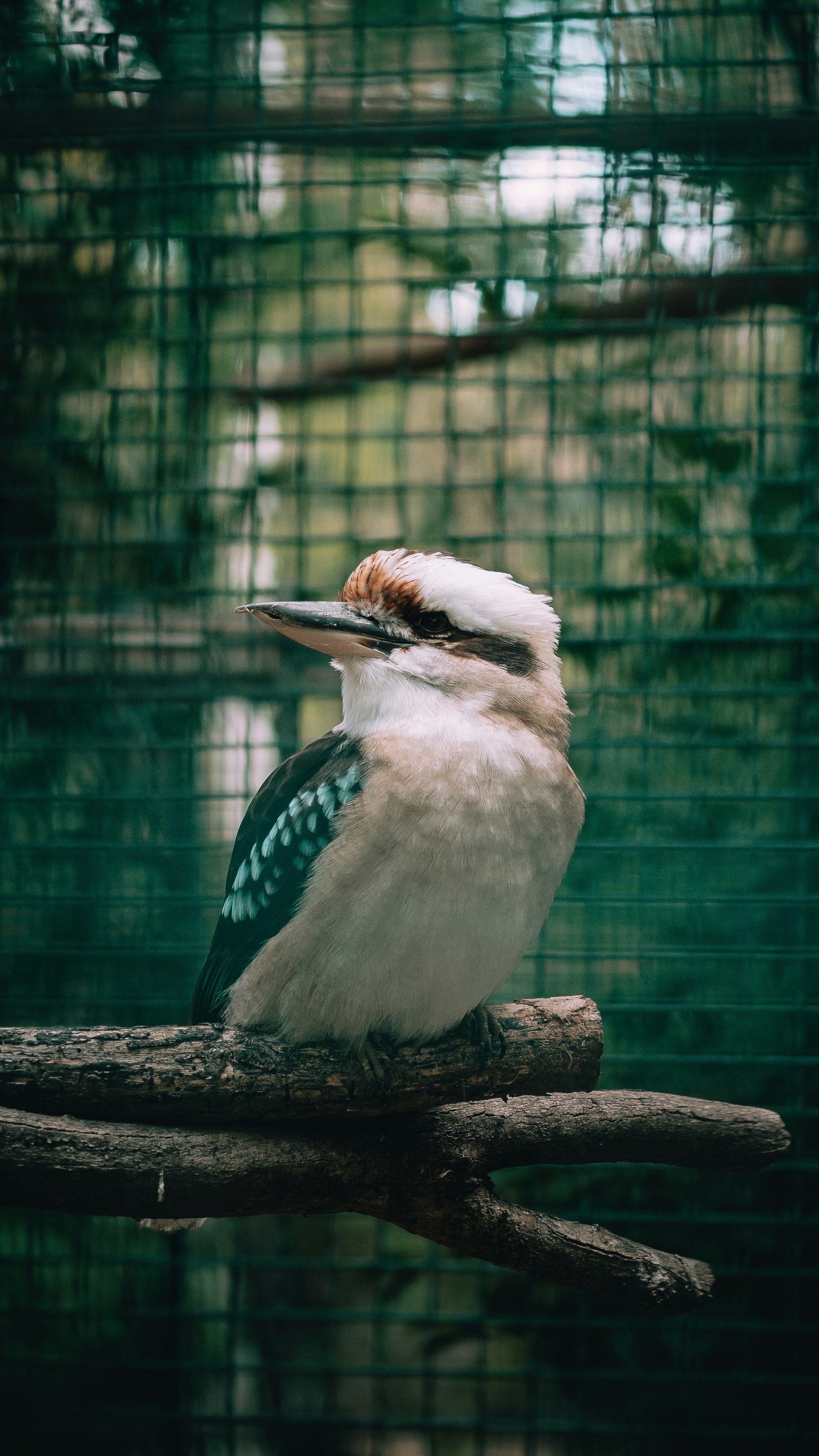 Kookaburra perched on a branch, surrounded by a mesh enclosure, showcasing its distinctive plumage and alert demeanor.