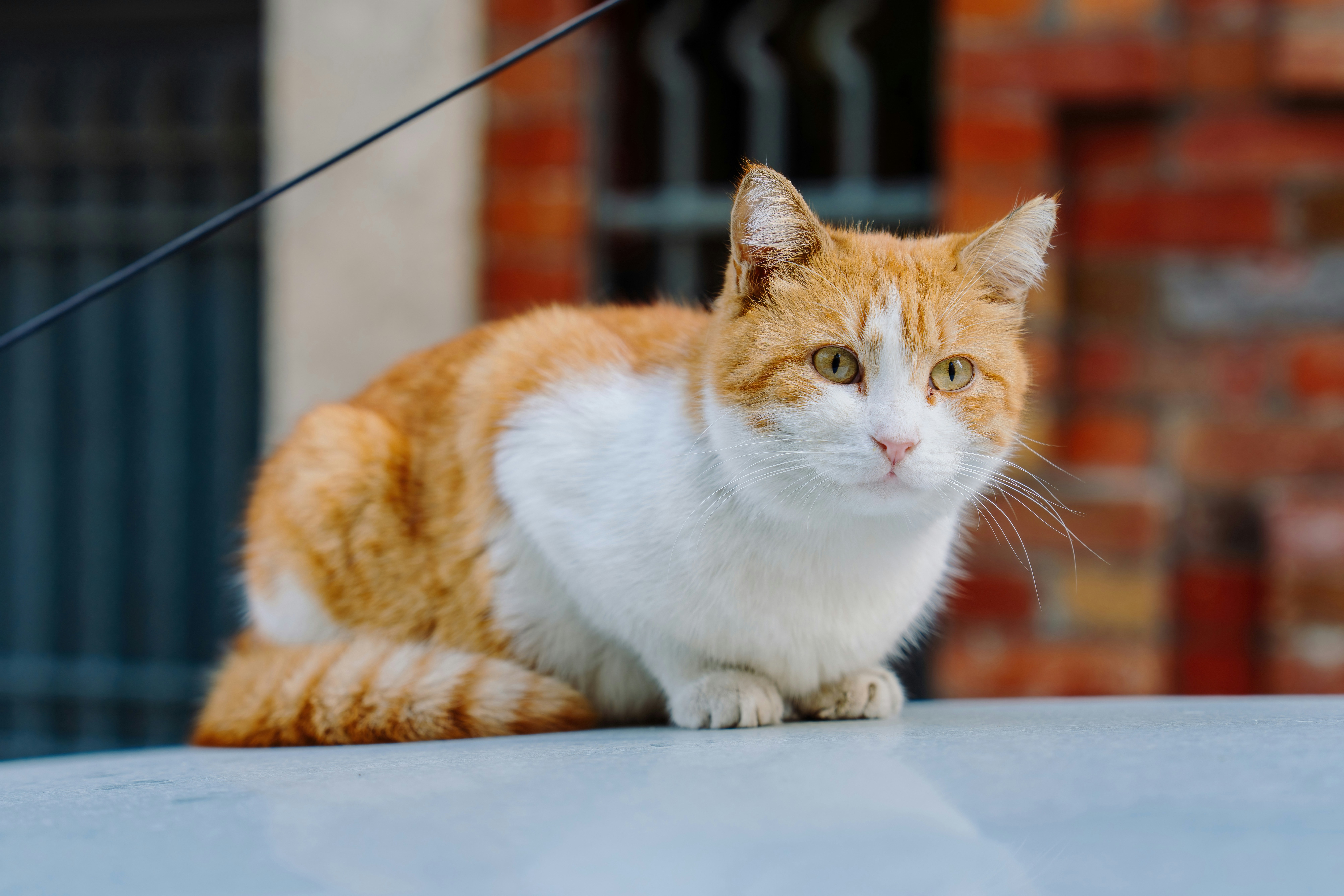 Whiskers and Warmth: A Feline's Vigil