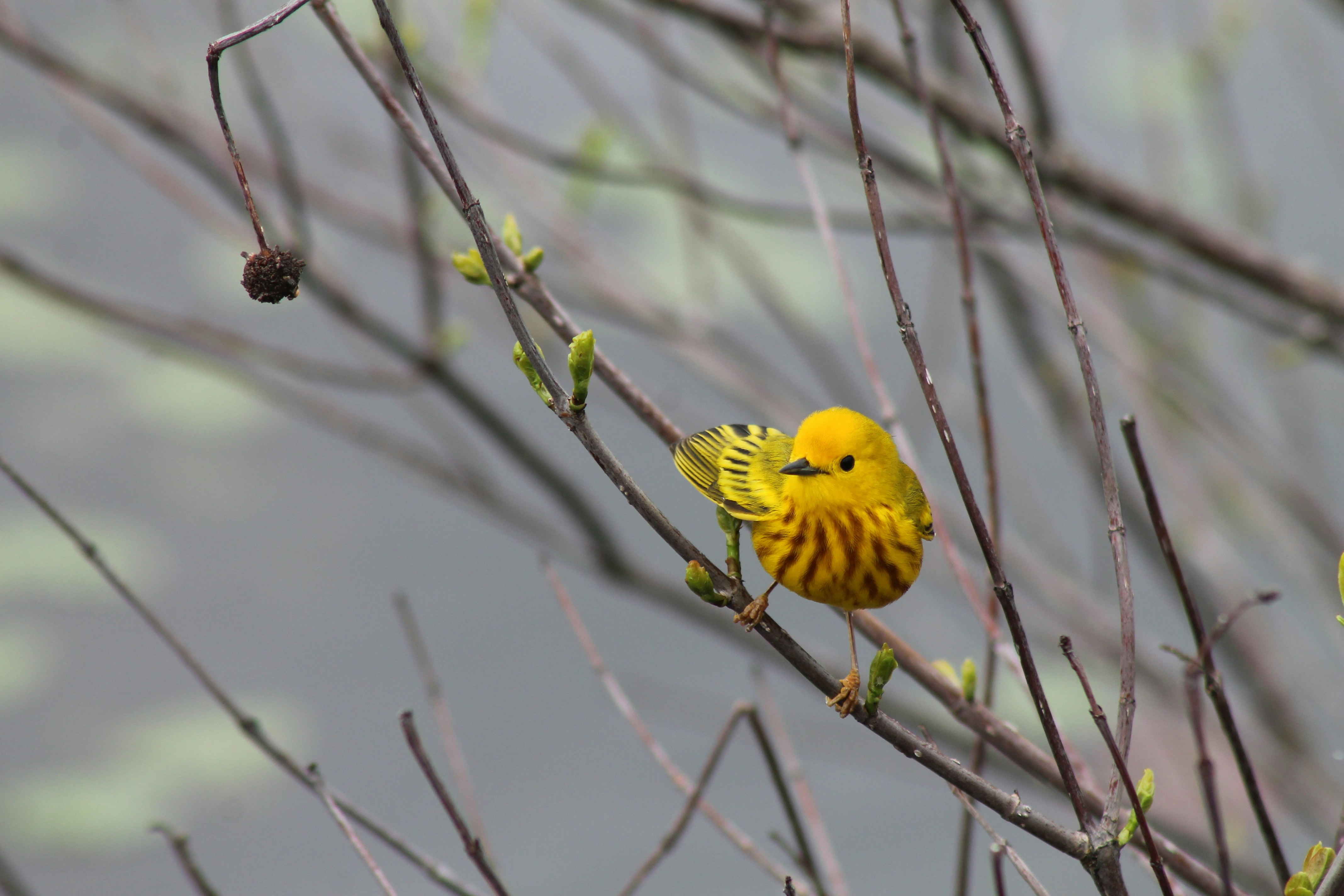 Golden Harmony Amidst Nature's Canvas