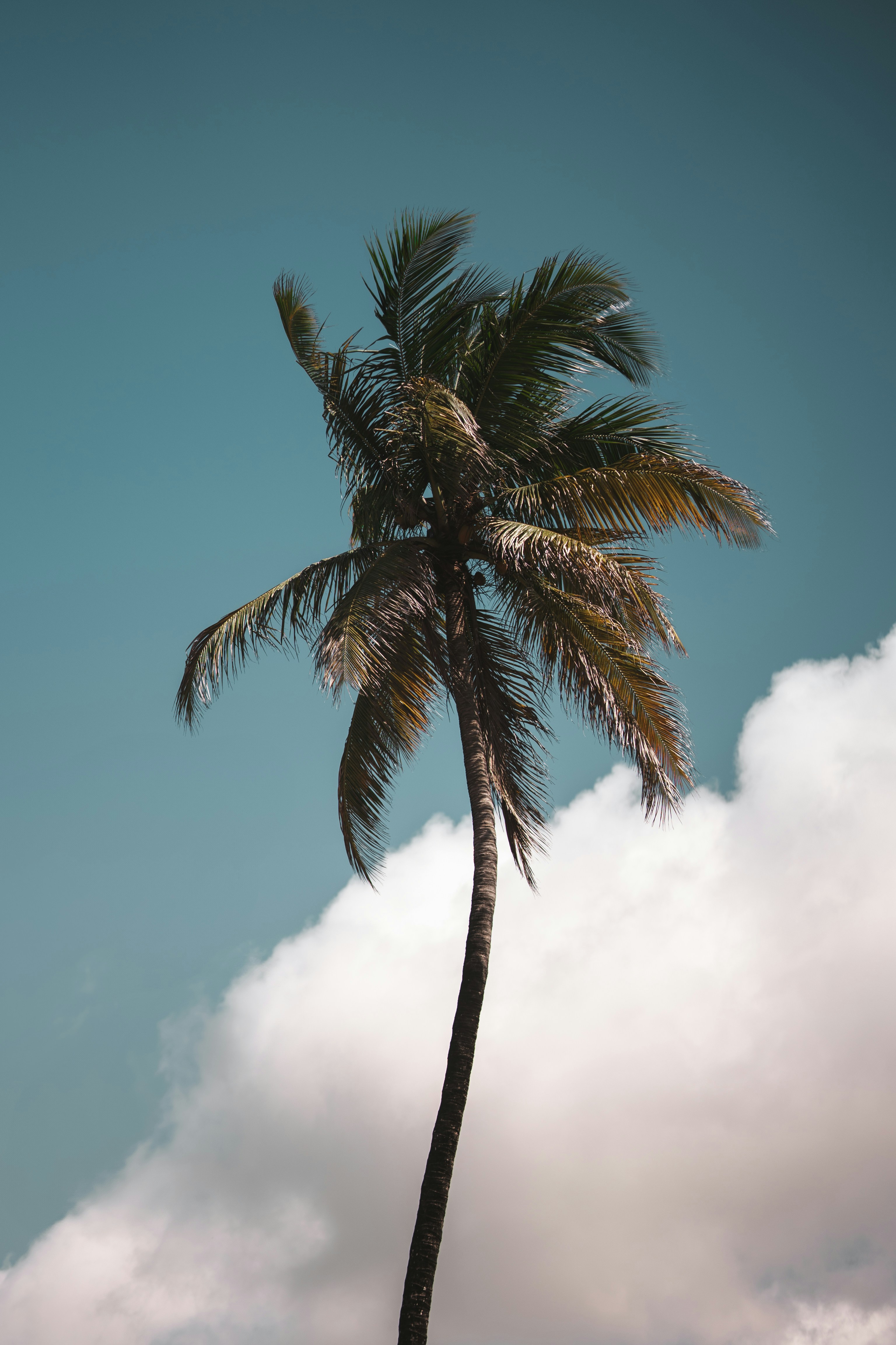 Whispers of the Tropics