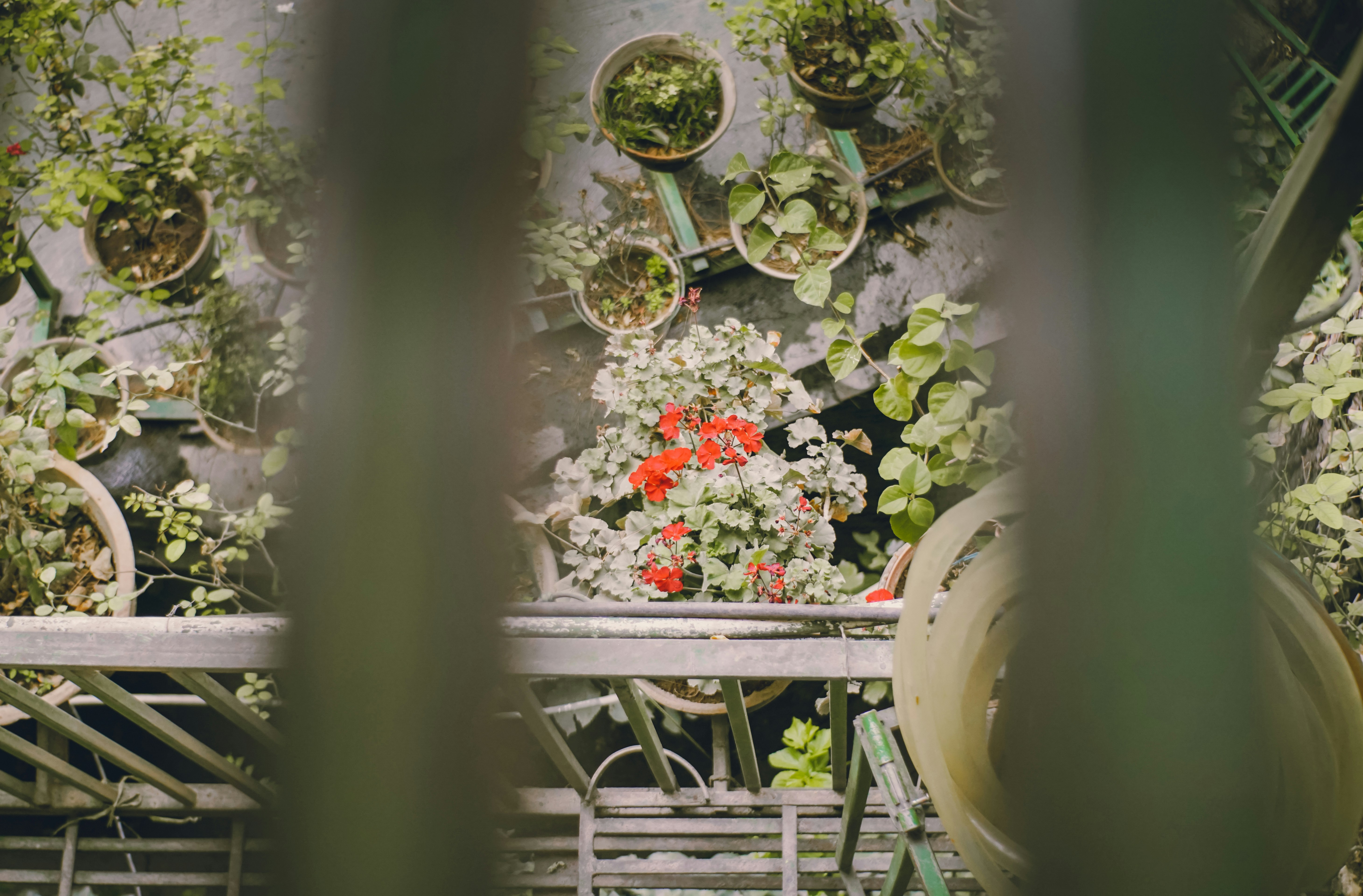 A secret garden, viewed from above. | Green plants and red flowers behind bars