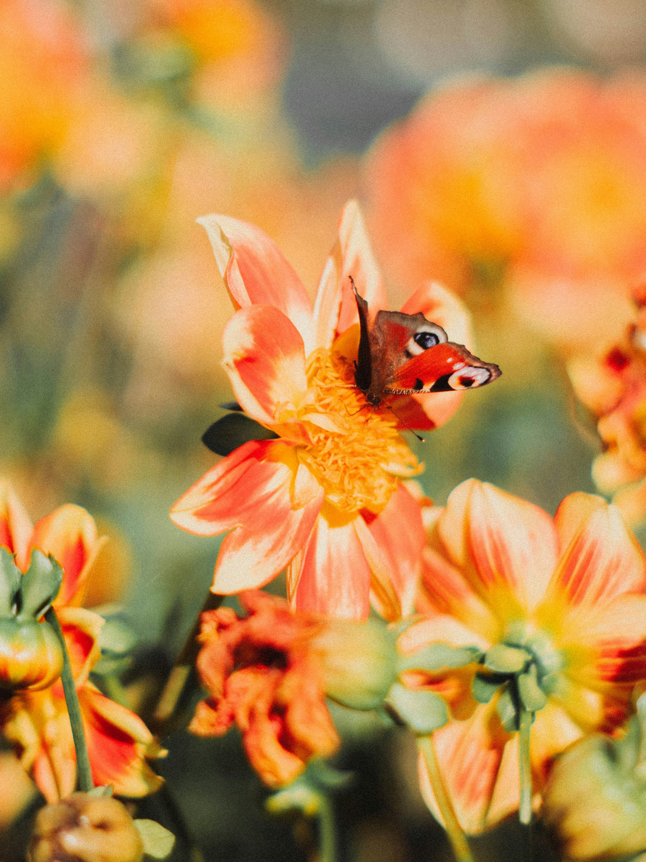 Whispers of Color: A Butterfly's Embrace
